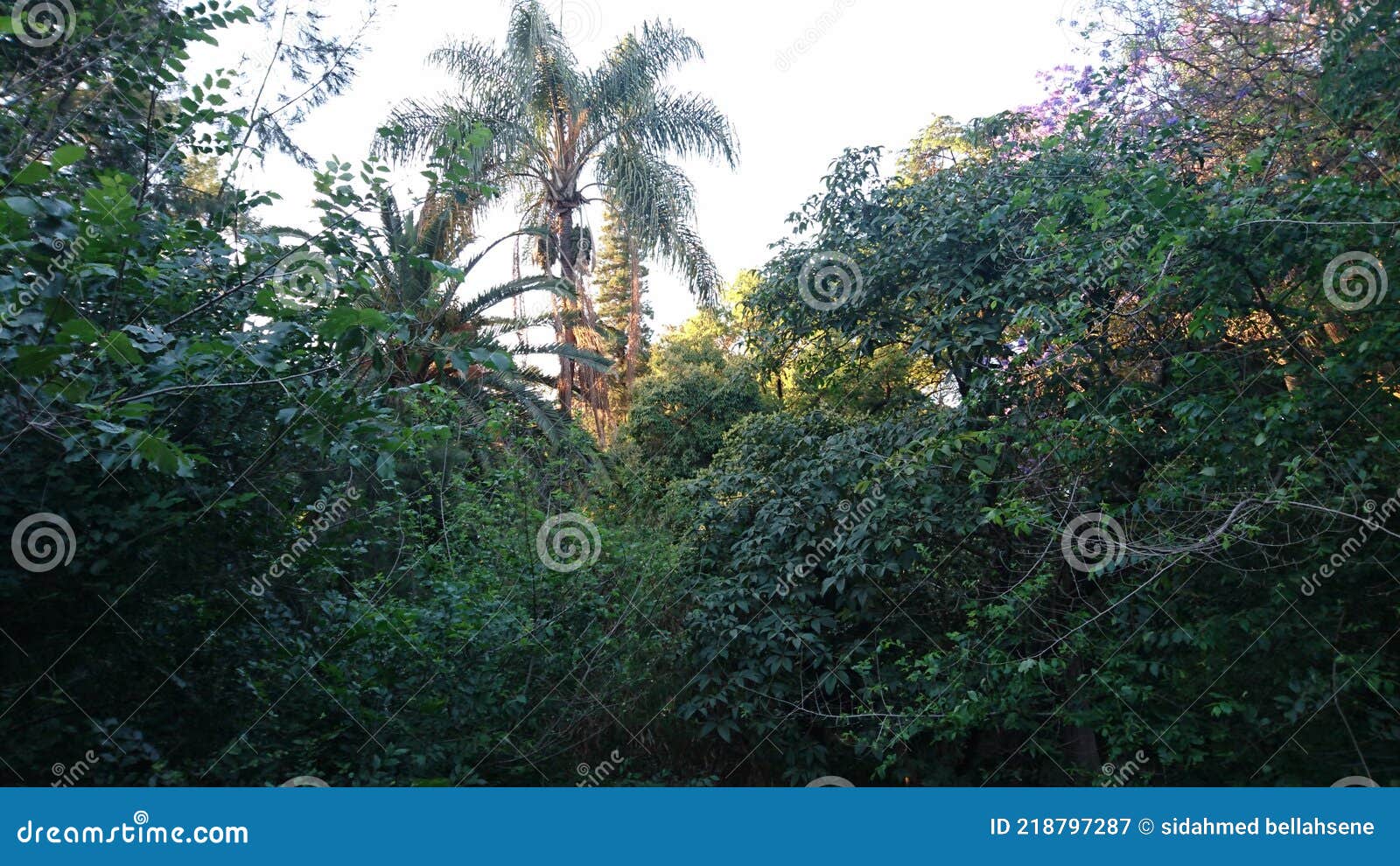 Hidden Tree Behind the Forest Stock Image - Image of tree, garden ...