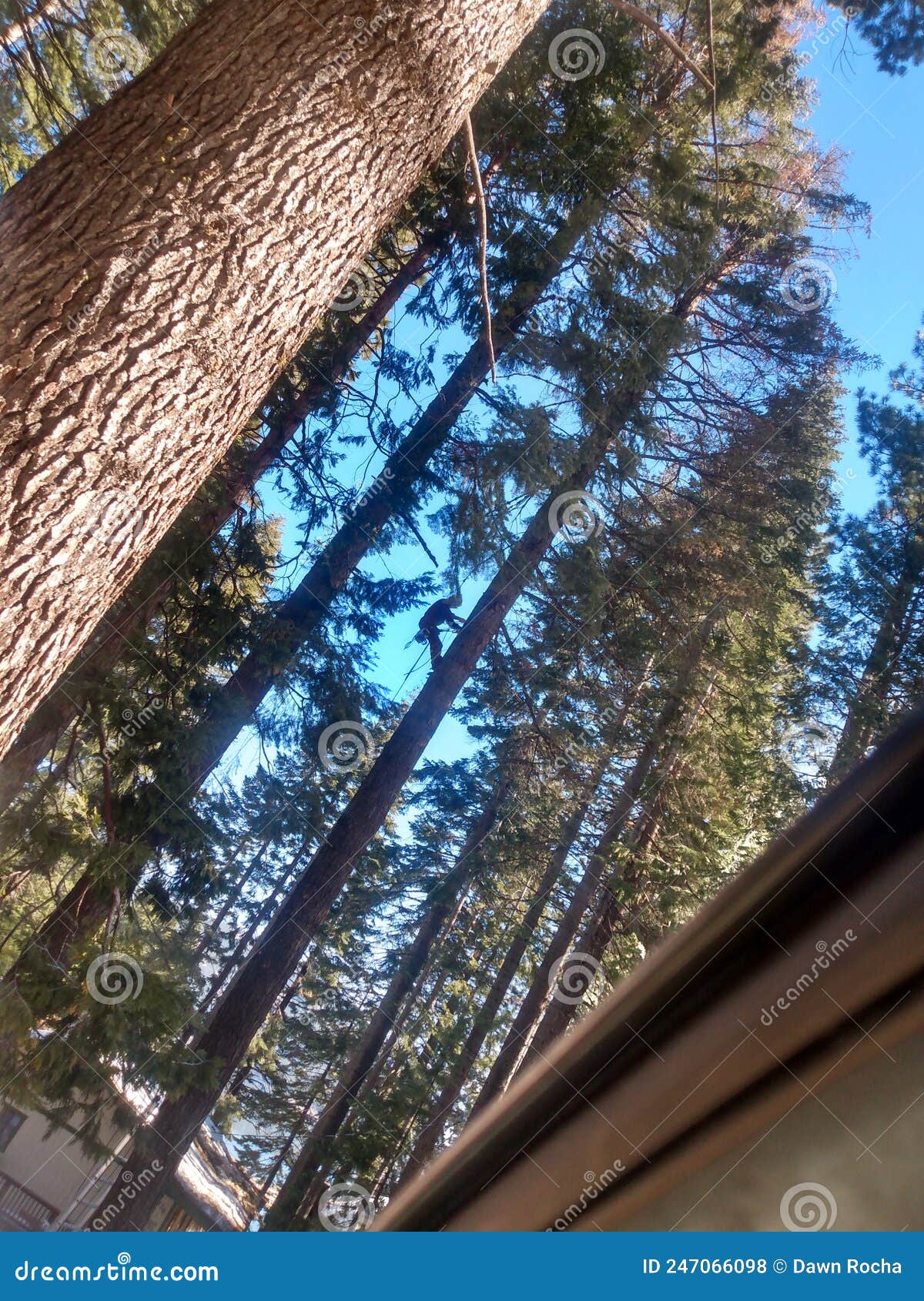 Hidden Tree Royalty-Free Stock Image | CartoonDealer.com #1308082