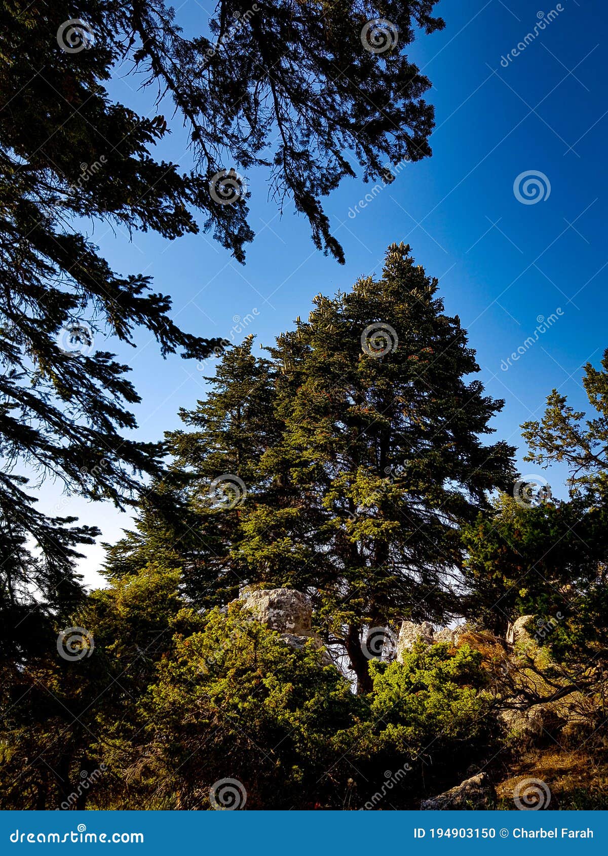 Hidden Tree Royalty-Free Stock Image | CartoonDealer.com #1308082