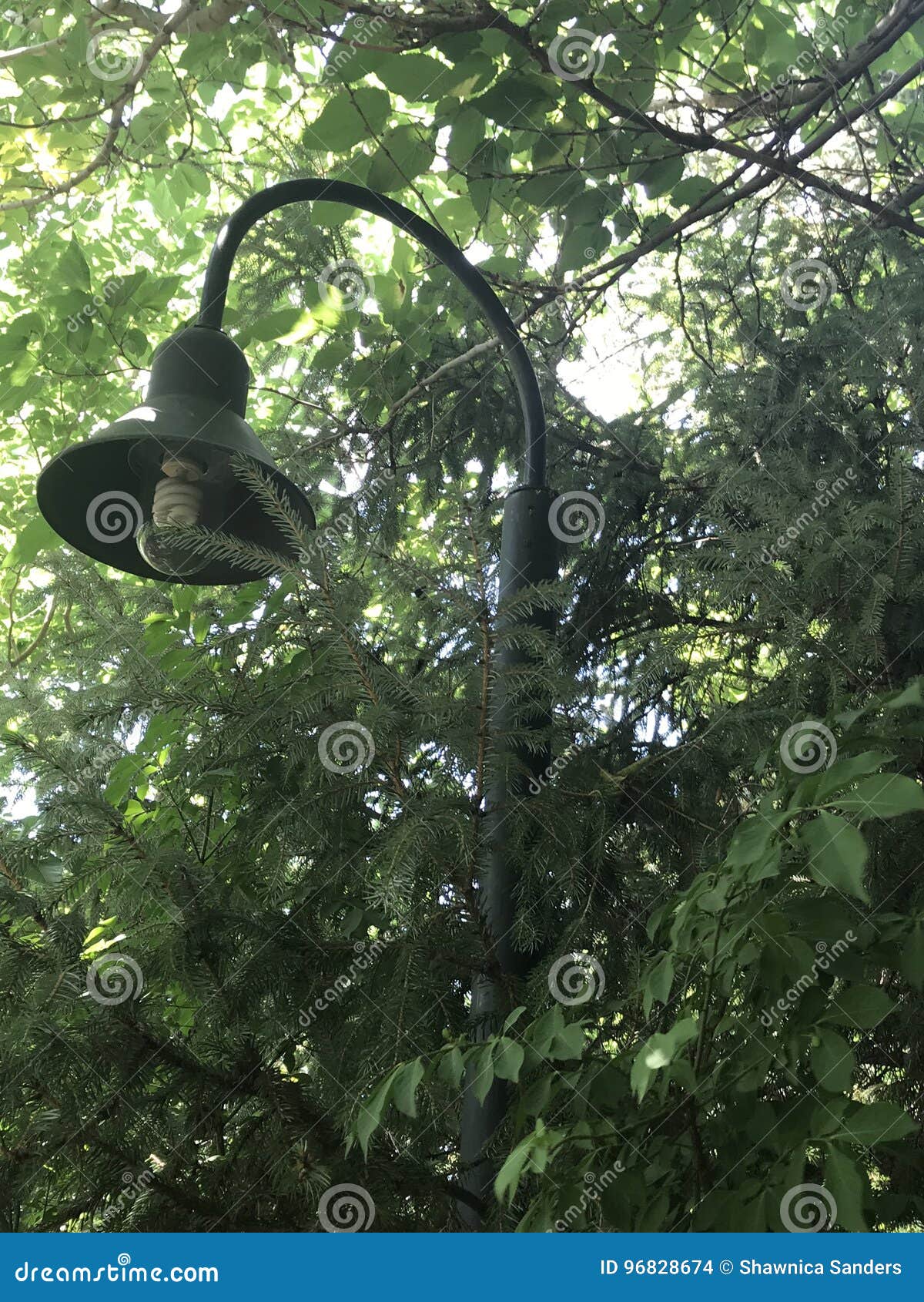 Hidden stock photo. Image of hiding, trees, hidden - 96828674