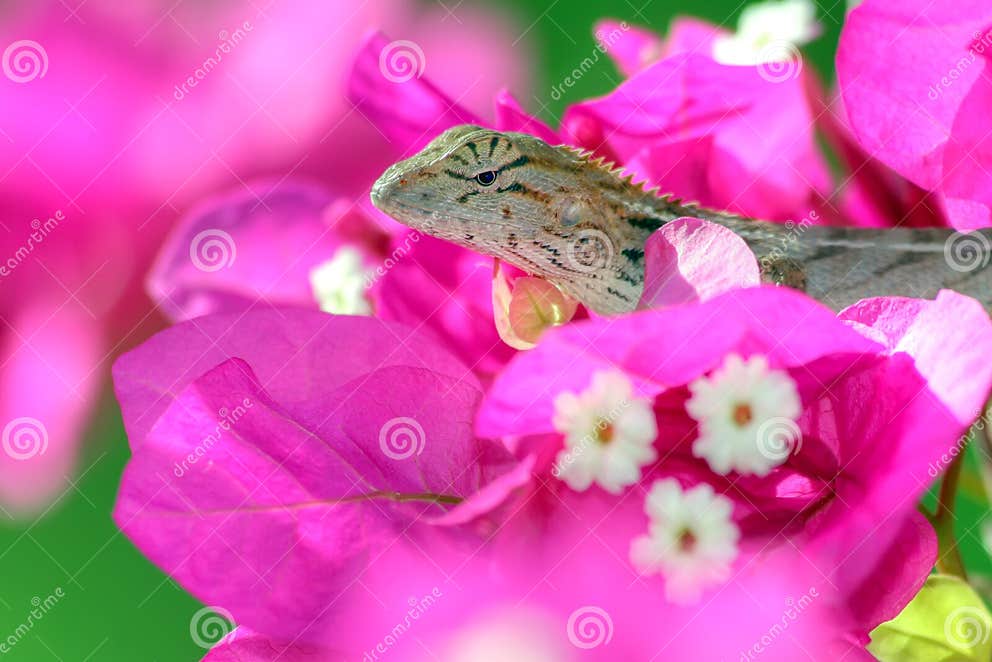 Hidden tropical lizard stock image. Image of nature, closeup - 2743545