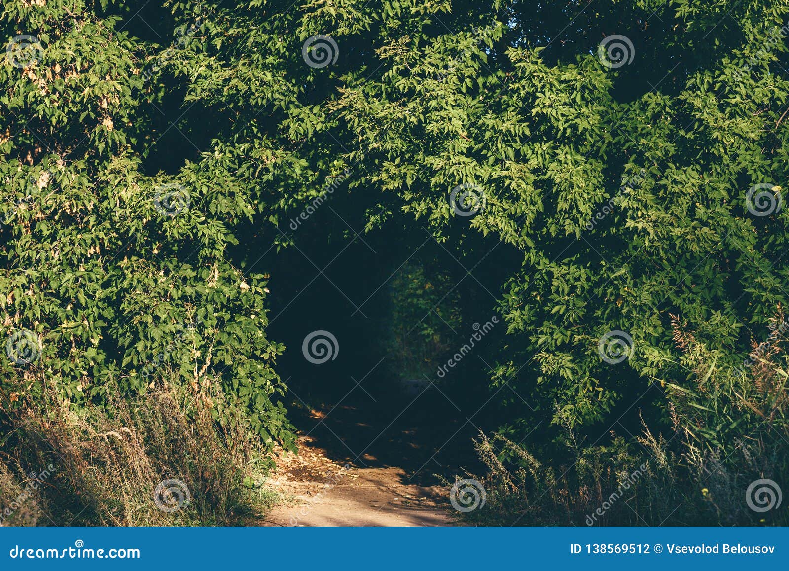 Hidden walkway in forest stock photo. Image of archway - 138569512