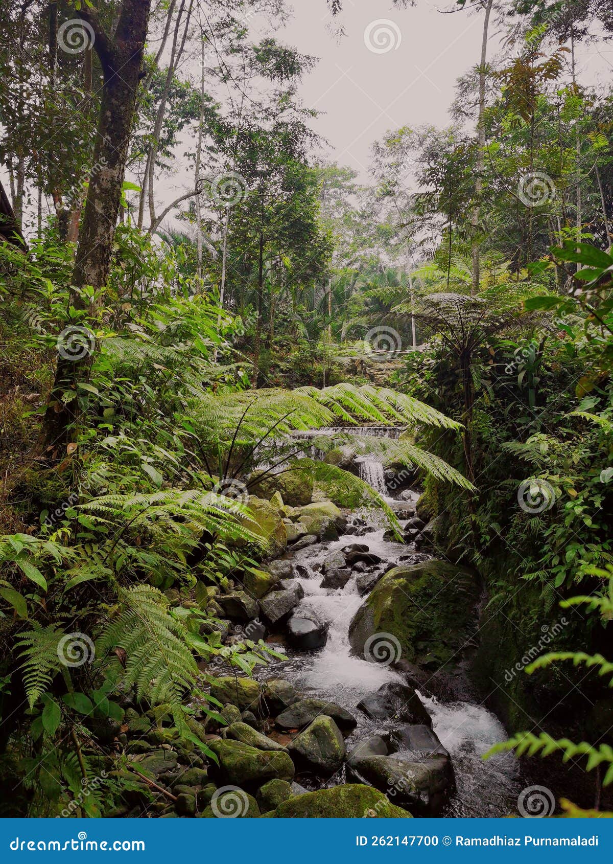 Hidden Waterfall in the Middle of a Shady Forest Stock Photo - Image of ...