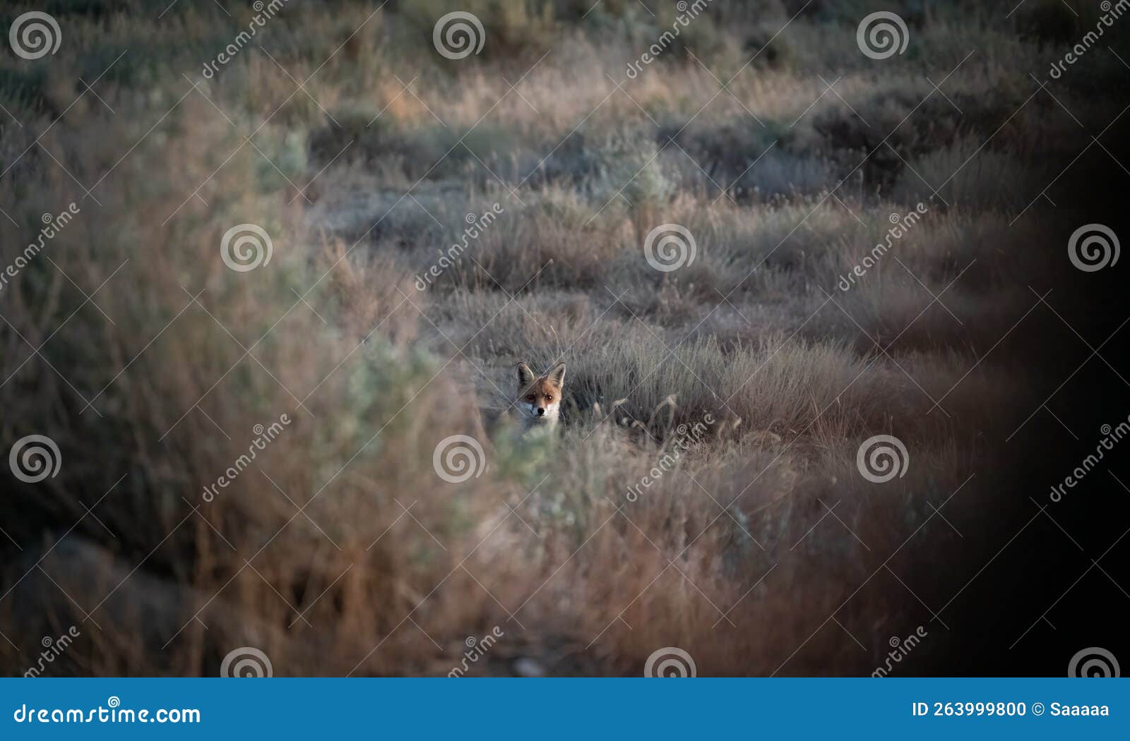 Hidden Wild Fox Surprised Looking To the Camera Stock Photo - Image of ...