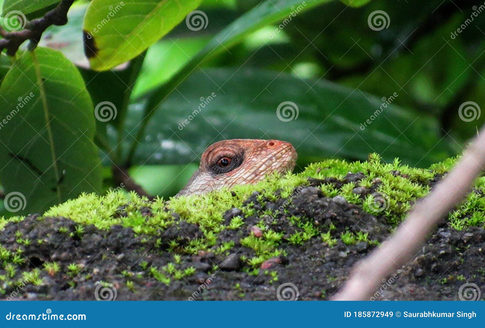 Hidden Yellow White Indian Chameleon Blurred Background Selective Focus ...