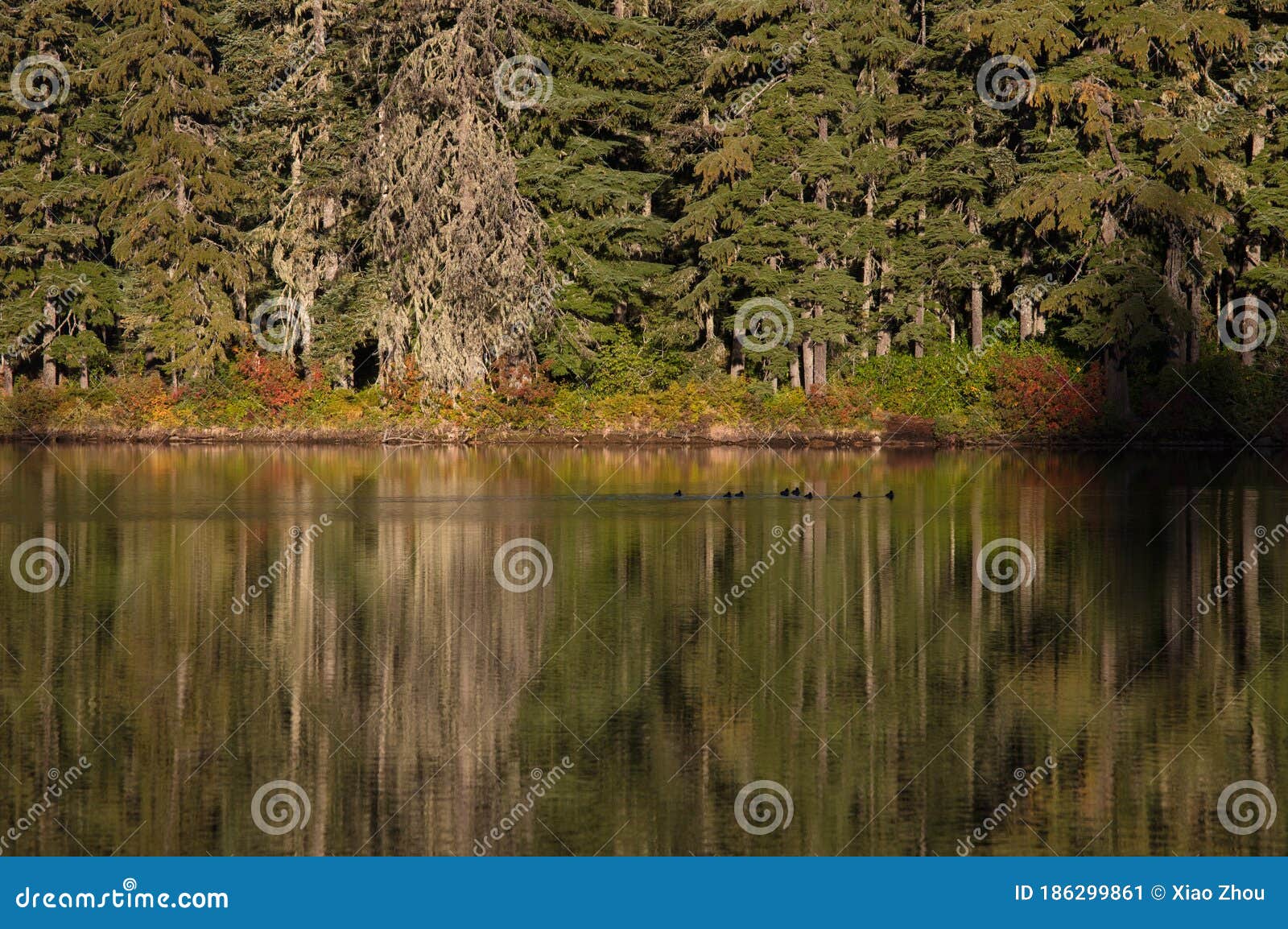 Hide away lake stock image. Image of hide, portland - 186299861