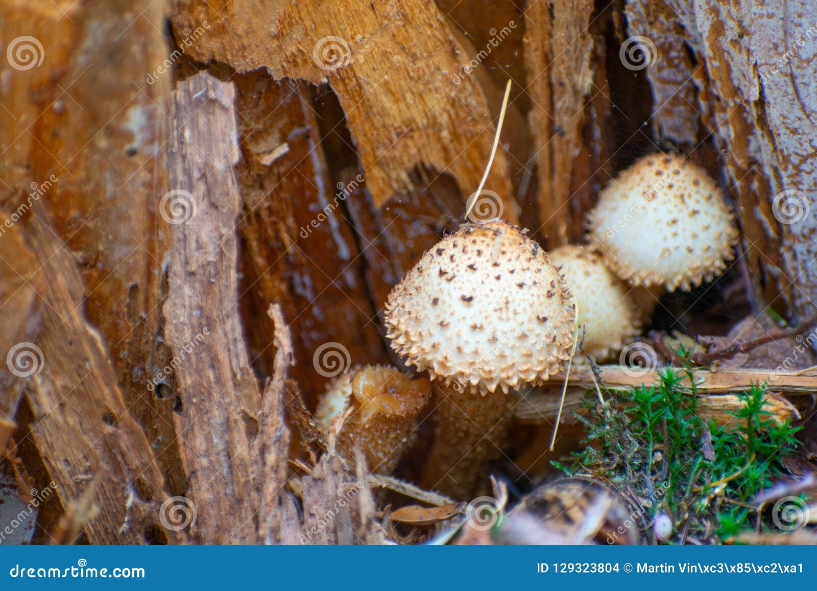 Hide Beautiful Things in Forest Stock Photo - Image of hide, beautiful ...