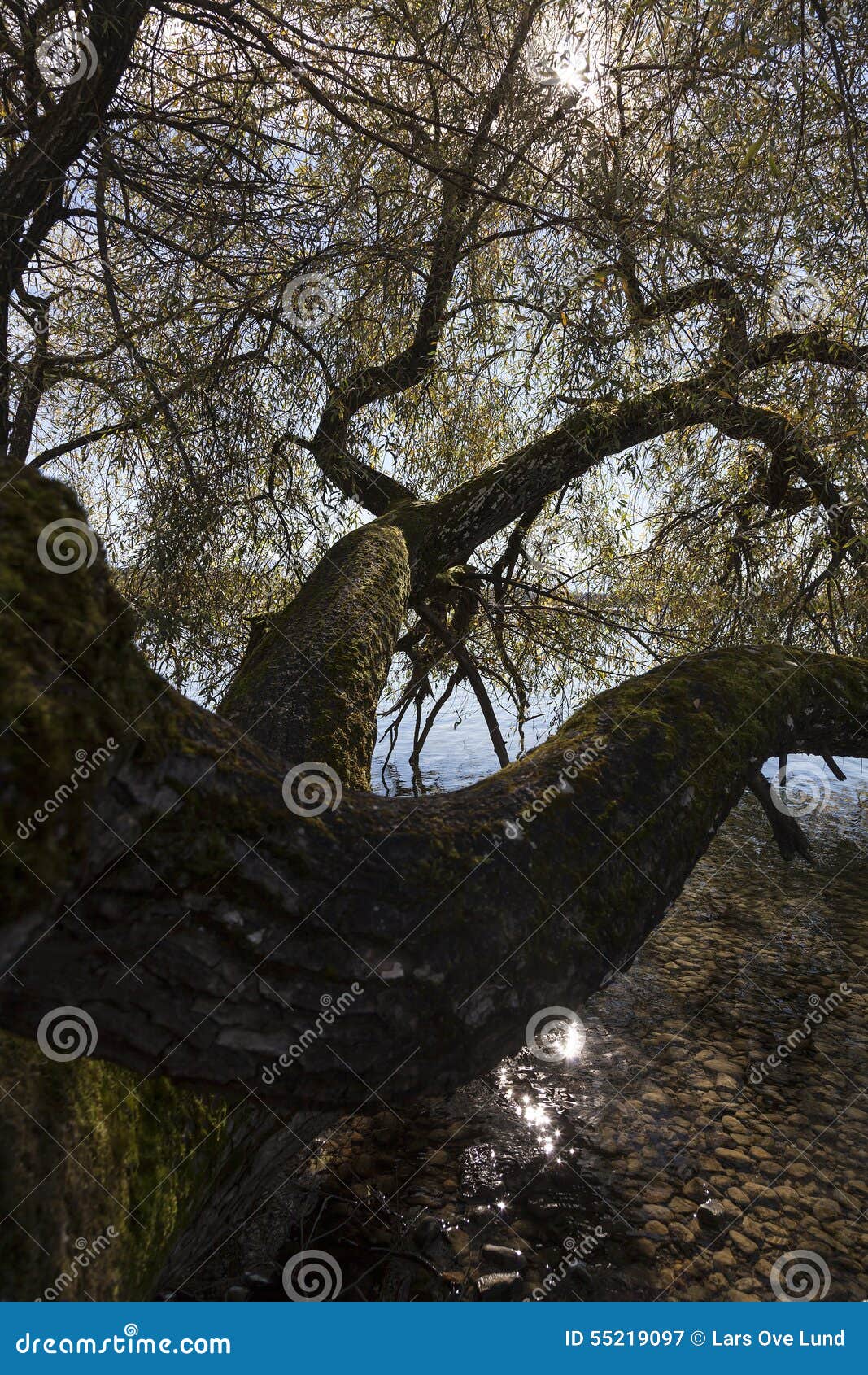 The hide out stock image. Image of hide, huge, leafs - 55219097