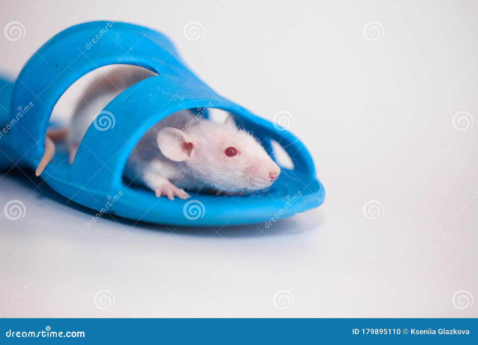 Hide and Seek Concept. Rats in Blue Shoes Out Stock Photo - Image of ...
