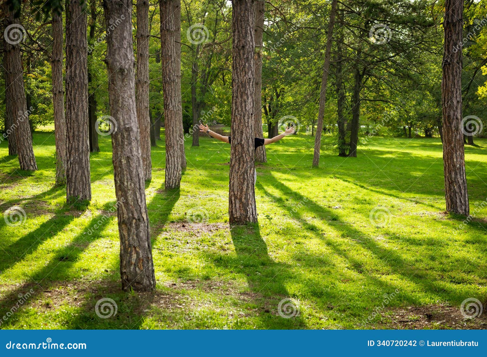 Hide and Seek in Nature Behind the Trees in a Line Stock Photo - Image ...