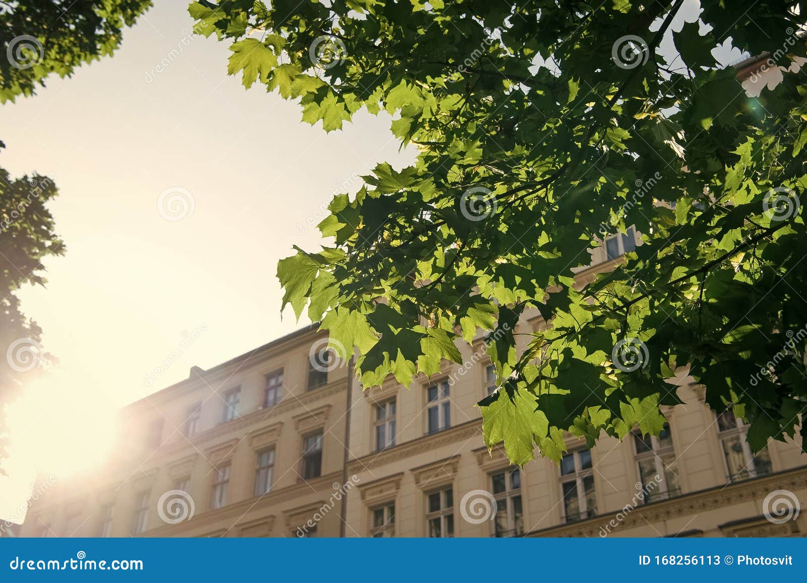 Hide in Shadow Under Tree. View from Shadow on Sunny Sky. Sun Rising ...