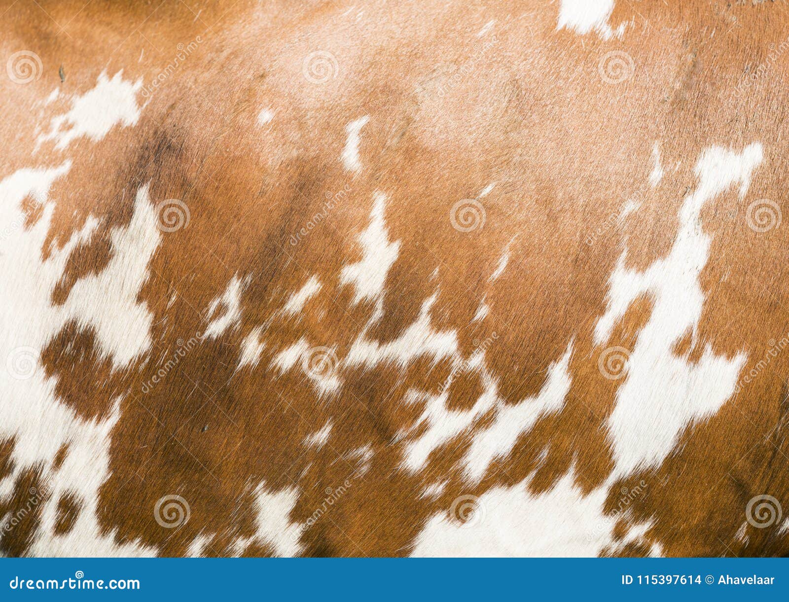Hide on Side of Red and White Cow Stock Photo - Image of holland, macro ...