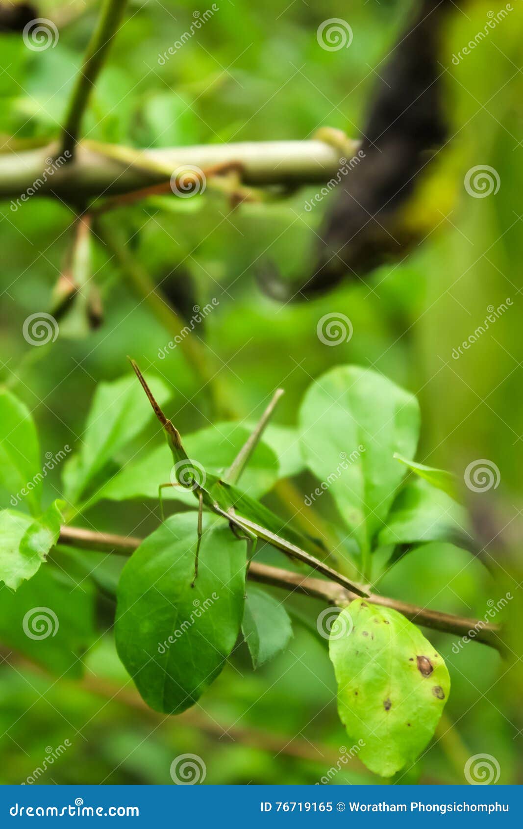 Hide Slant Faced Grasshopper Stock Photos - Free & Royalty-Free Stock ...