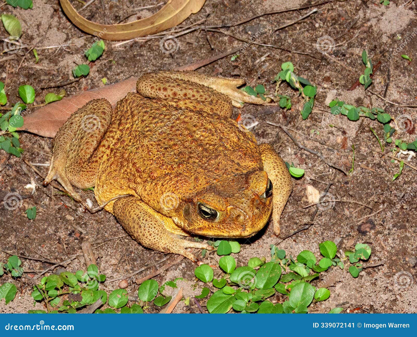 Cane Toad (Bufo Marinus) in Australia Stock Image - Image of marina ...