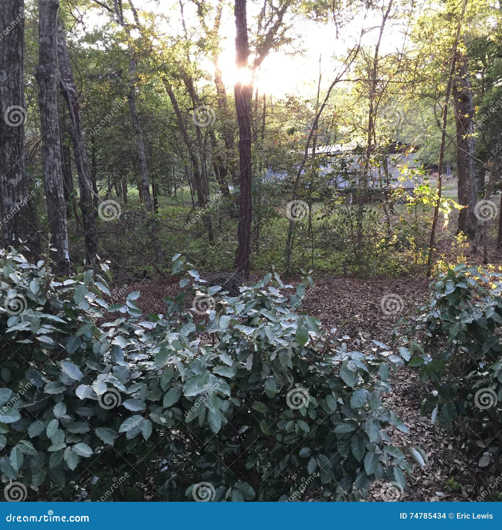 Hideout stock photo. Image of lost, bush, secluded, crazy - 74785434