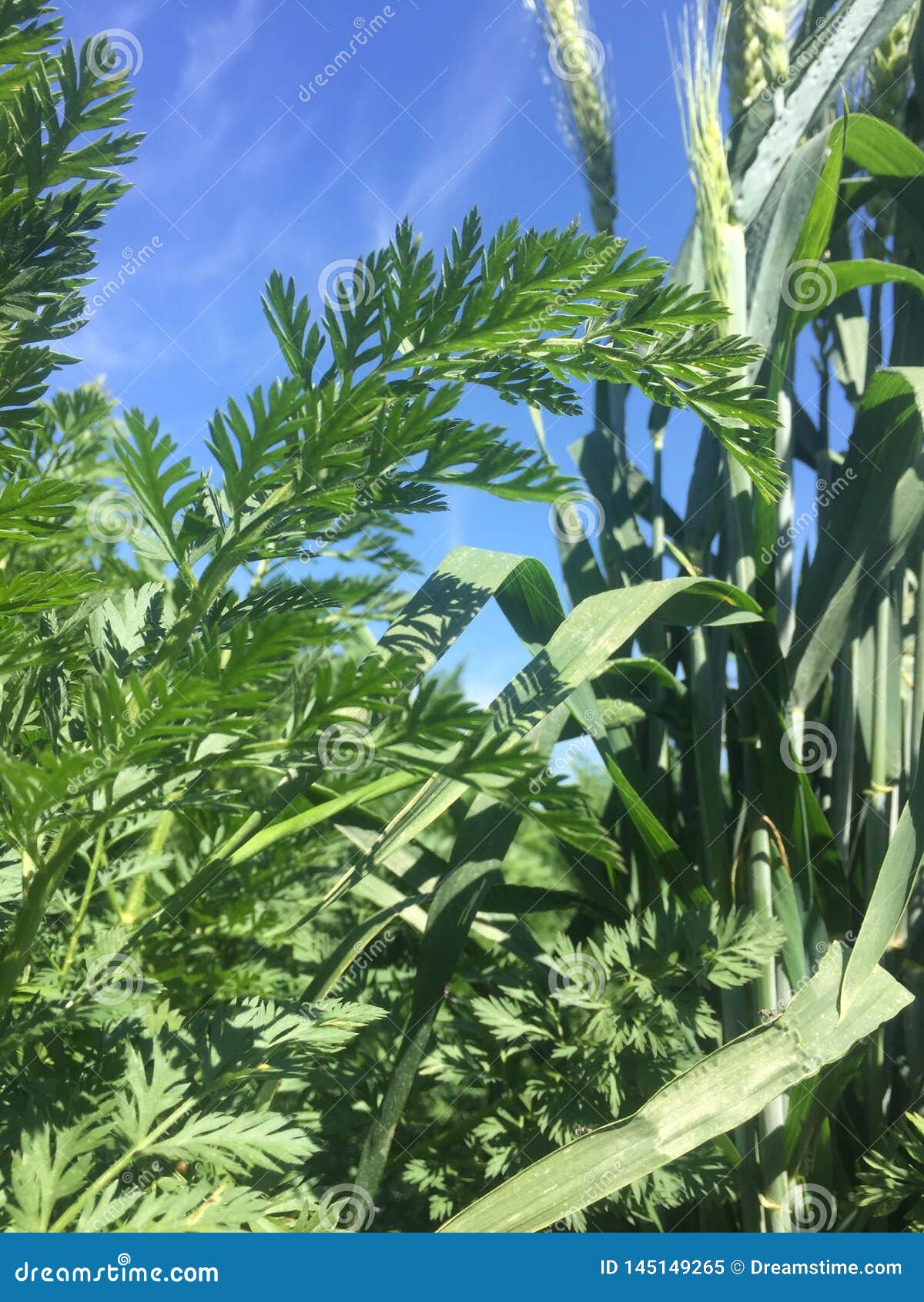 Hides between the plants stock image. Image of asia - 145149265
