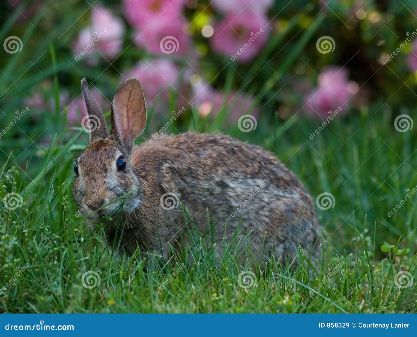 Hiding stock image. Image of flowers, rodent, ears, parks - 858329