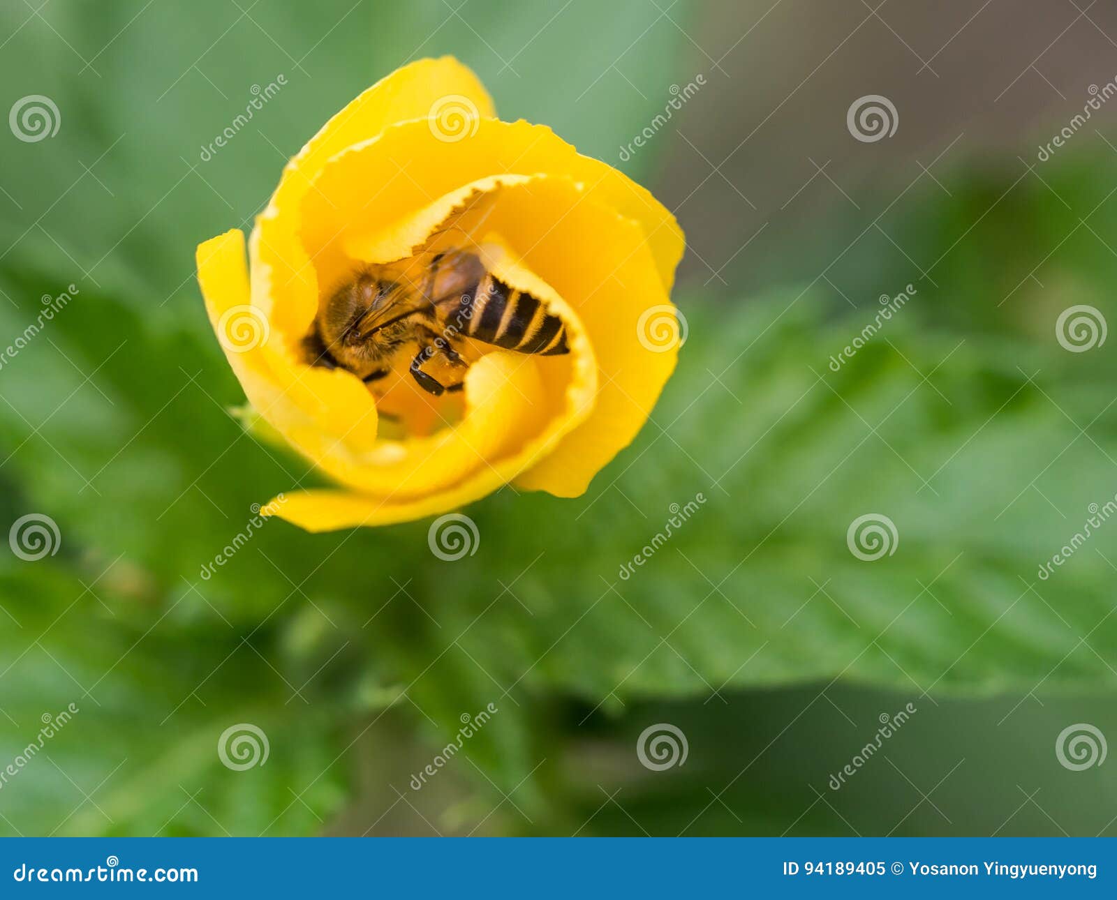 The Hiding Bee in the Yellow Flower. Stock Image - Image of blossom ...