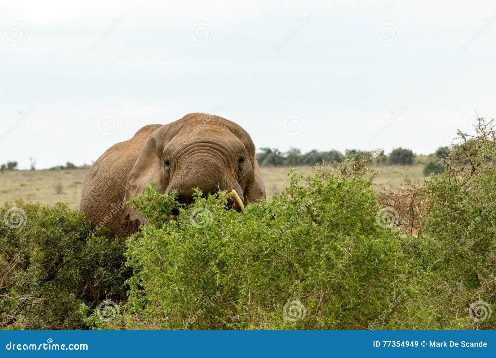 Hiding Behind the Trees - African Bush Elephant Stock Image - Image of ...