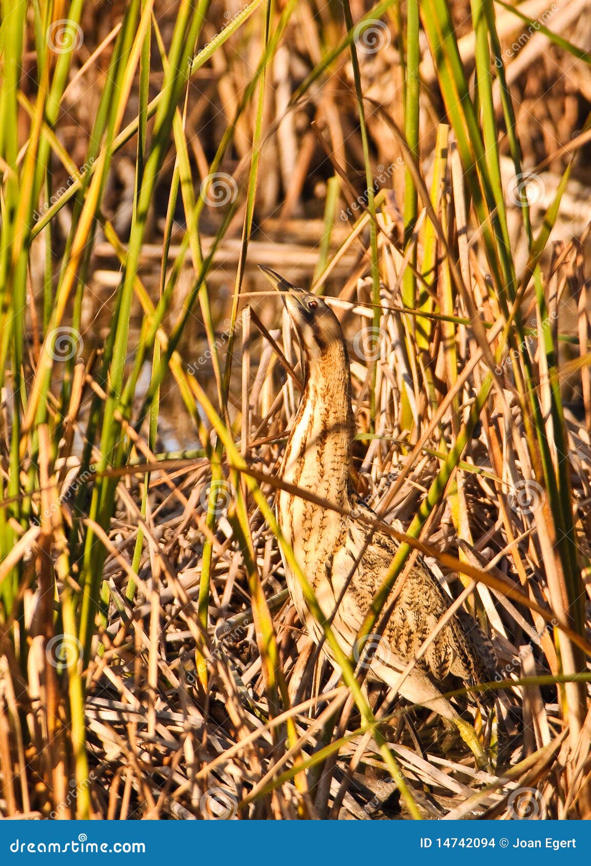 Hiding Bittern stock photo. Image of birds, characteristic - 14742094