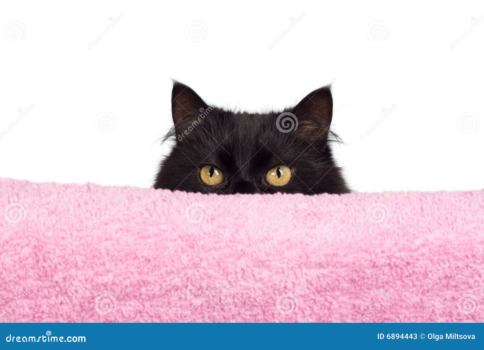 Hiding black cat stock image. Image of indoor, veterinary - 6894443