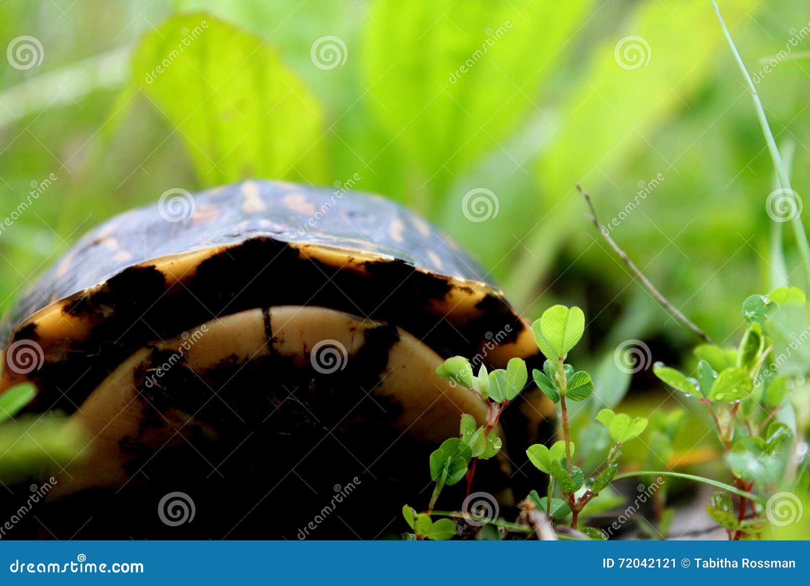 Hiding box Turtle stock image. Image of reptiles, green - 72042121
