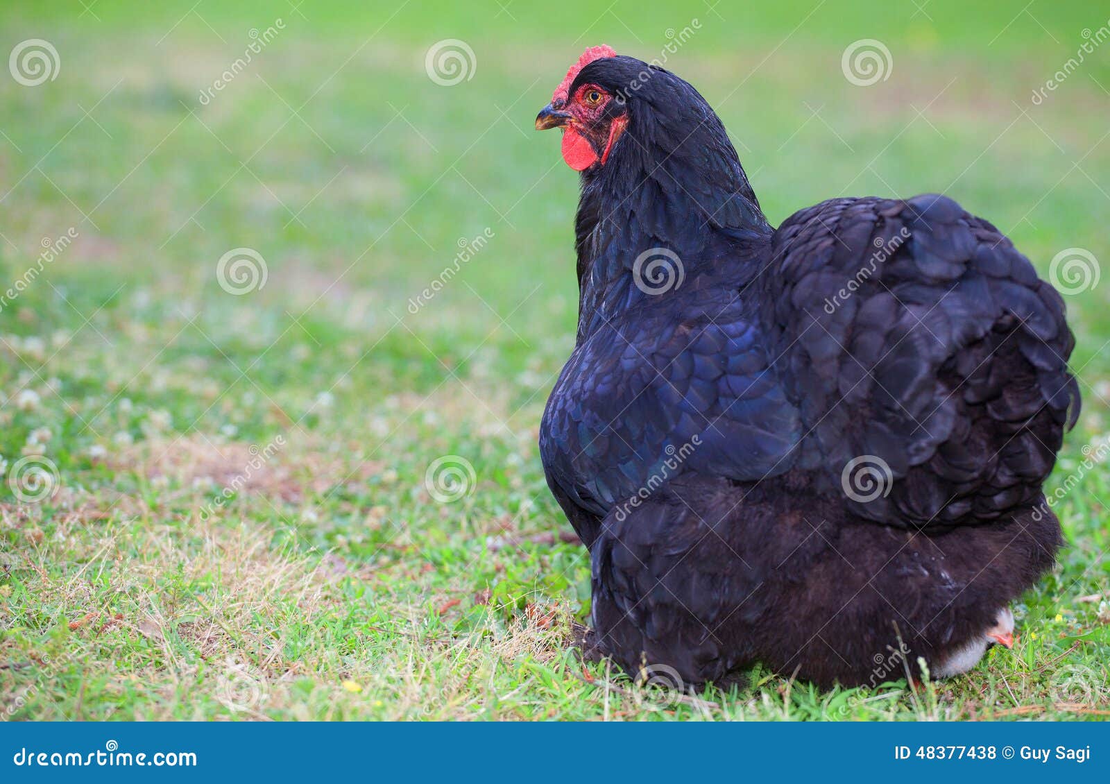 Hiding chick stock photo. Image of hide, grey, grass - 48377438