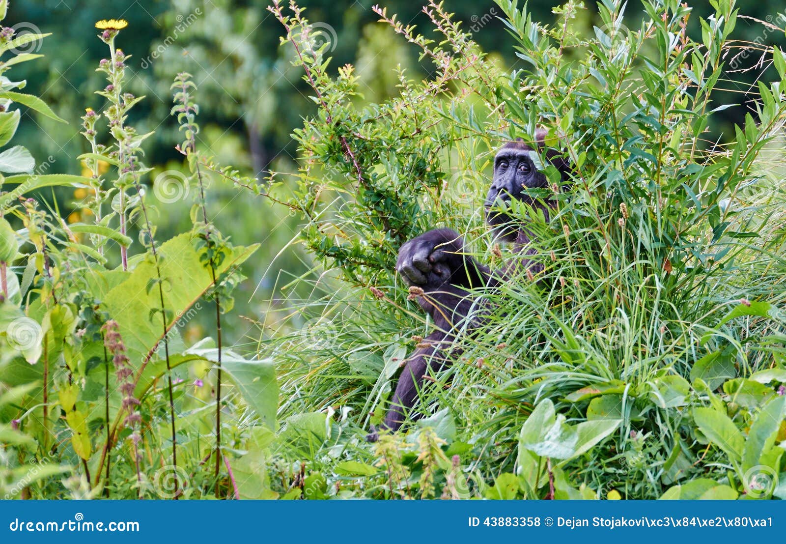 Hiding Chimpanzee stock photo. Image of congo, africa - 43883358