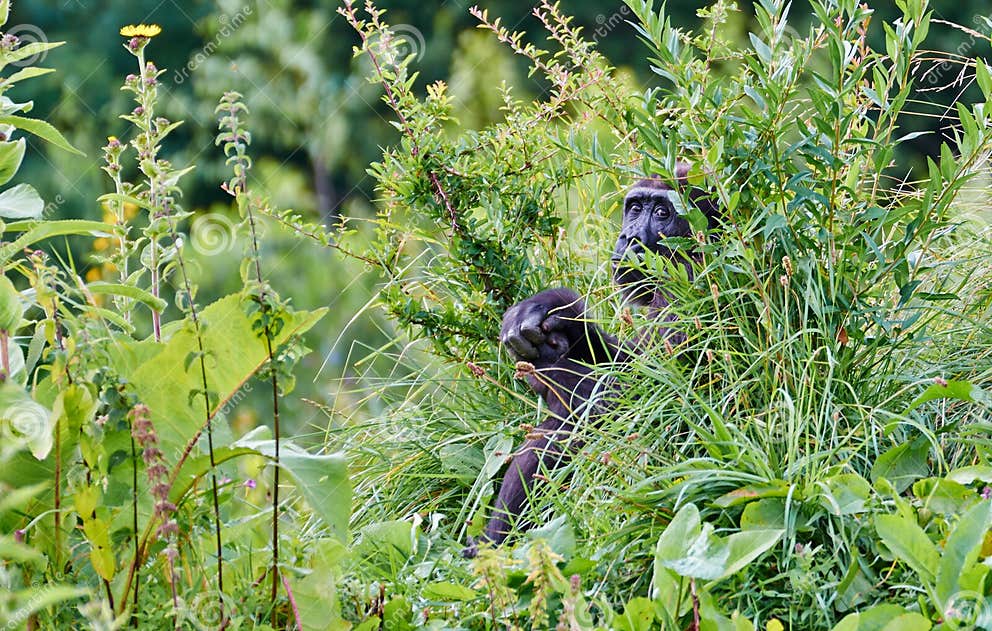 Hiding Chimpanzee stock photo. Image of congo, africa - 43883358