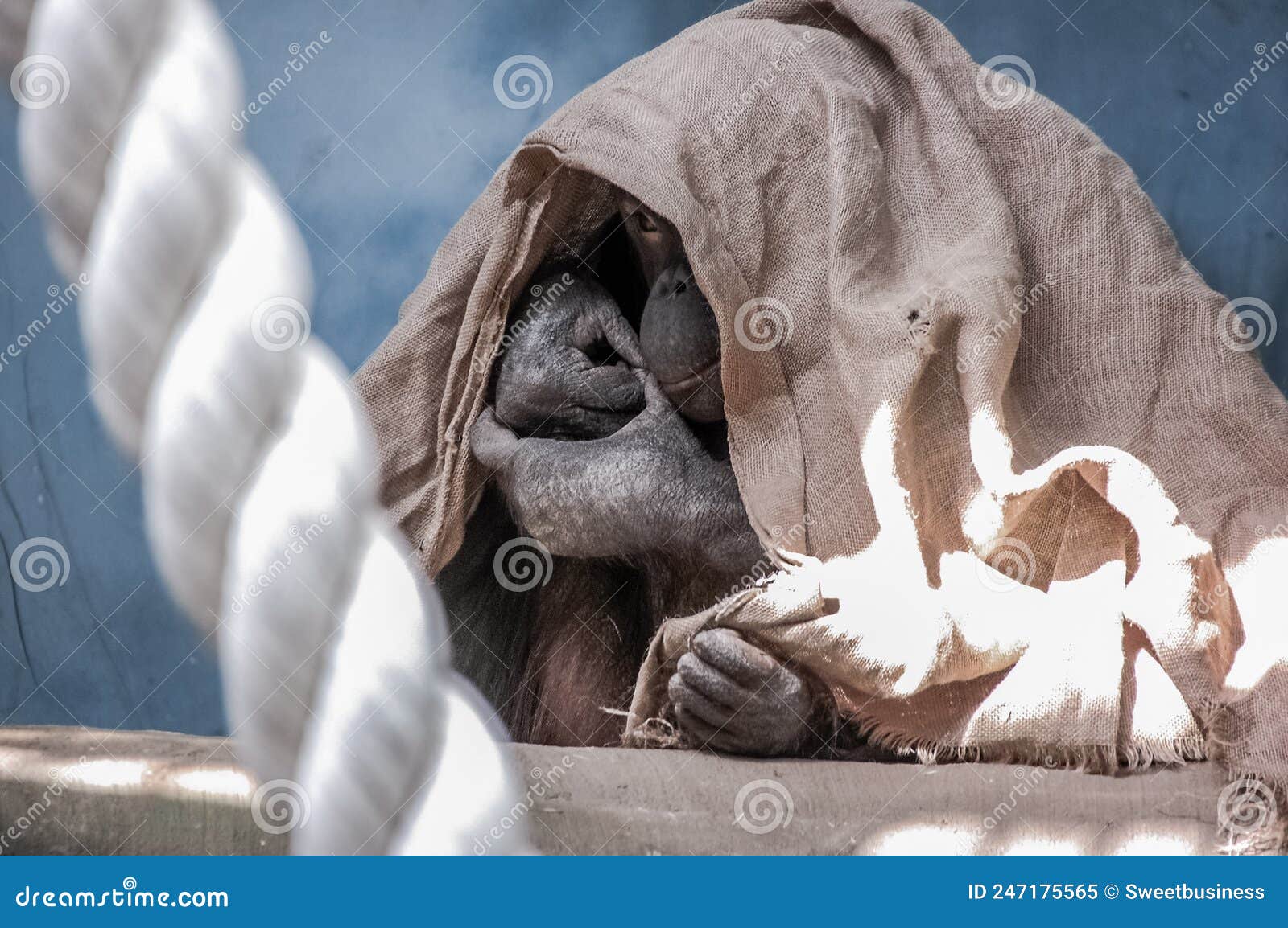 Hiding chimpanzee stock image. Image of primates, monkey - 247175565