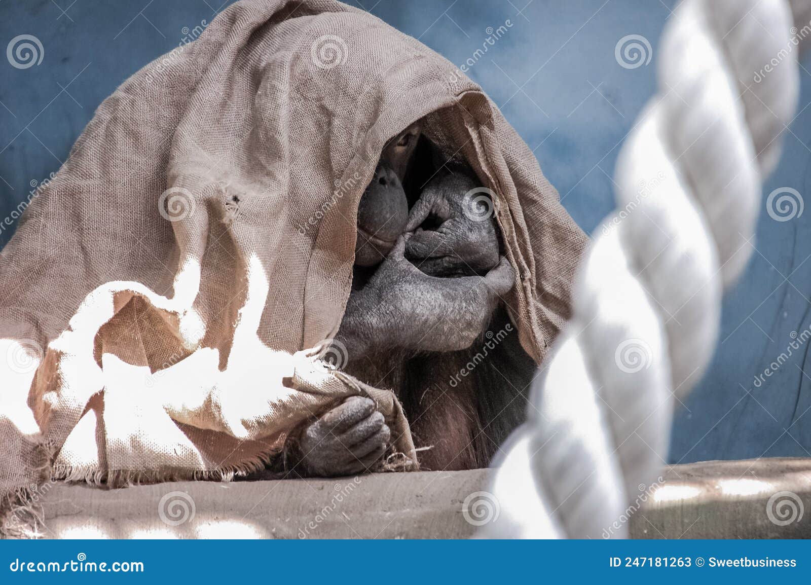 Hiding chimpanzee stock image. Image of face, grimace - 247181263