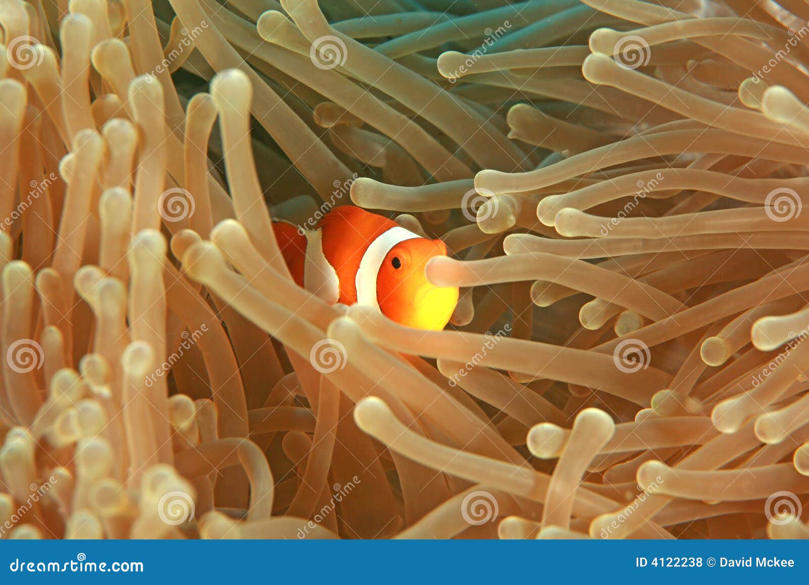 Hiding Clown Fish stock photo. Image of travel, fish, diving - 4122238