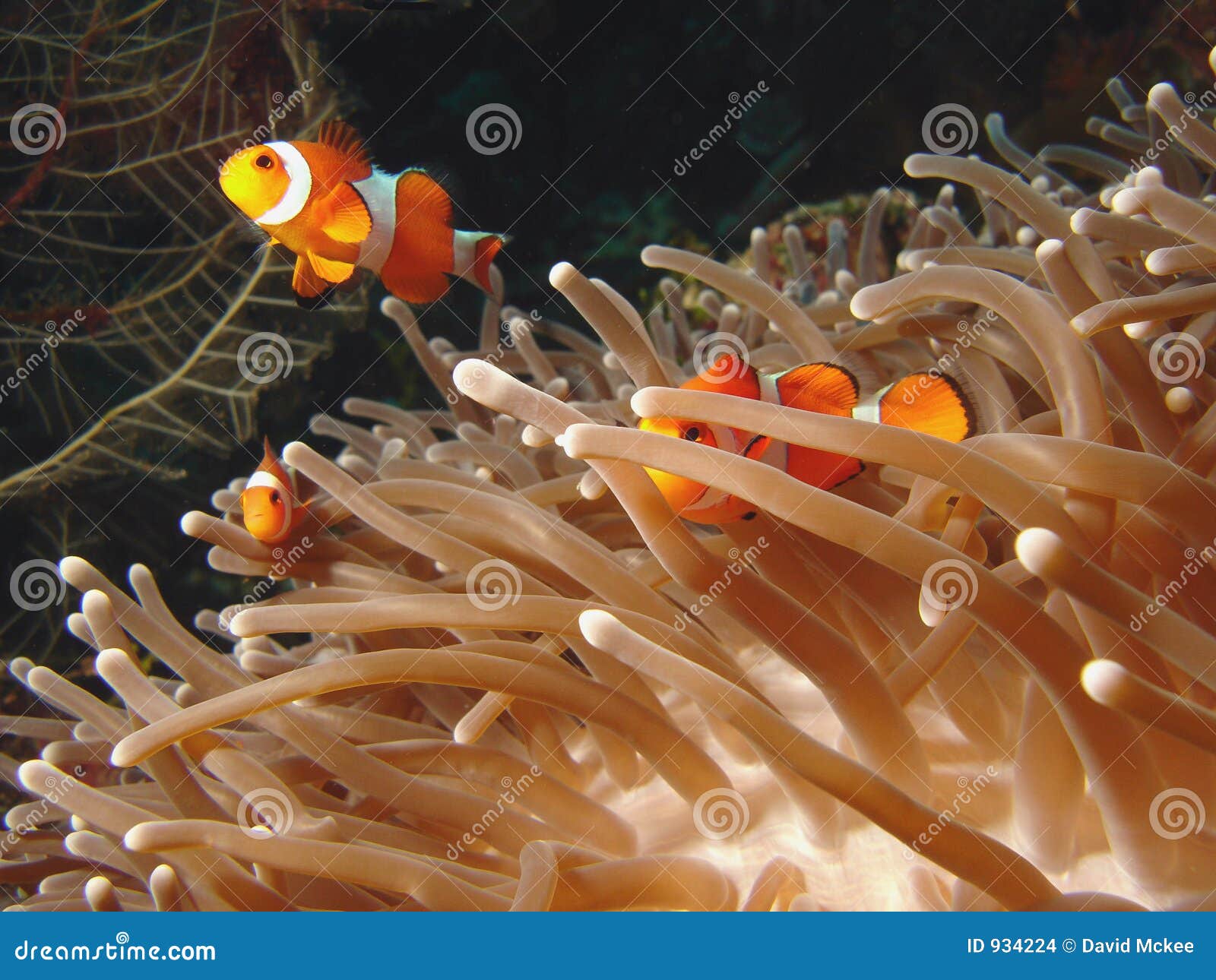 Hiding Clown Fish stock photo. Image of industry, clownfish - 934224
