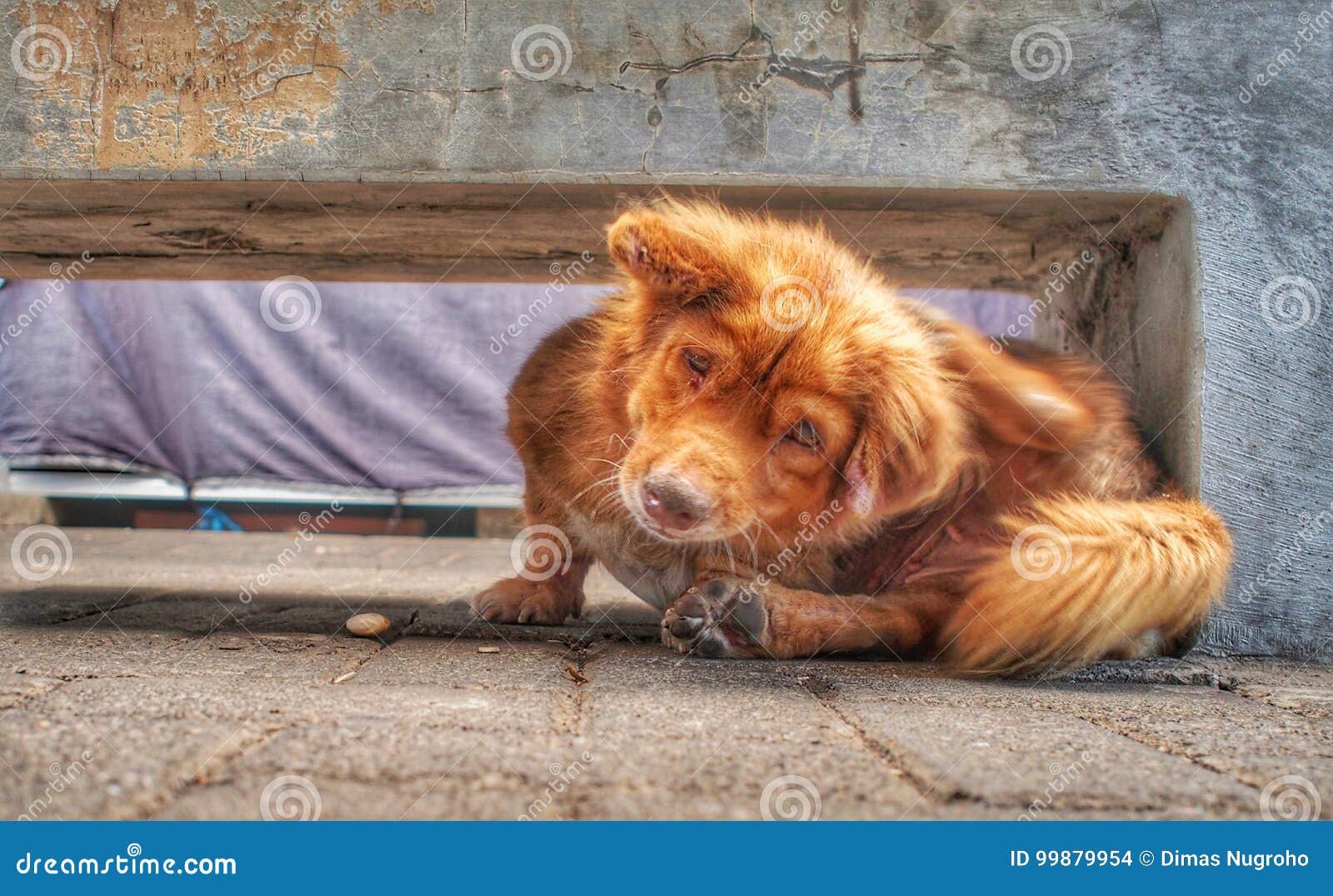 Hiding Dog stock photo. Image of animal, hiding, street - 99879954
