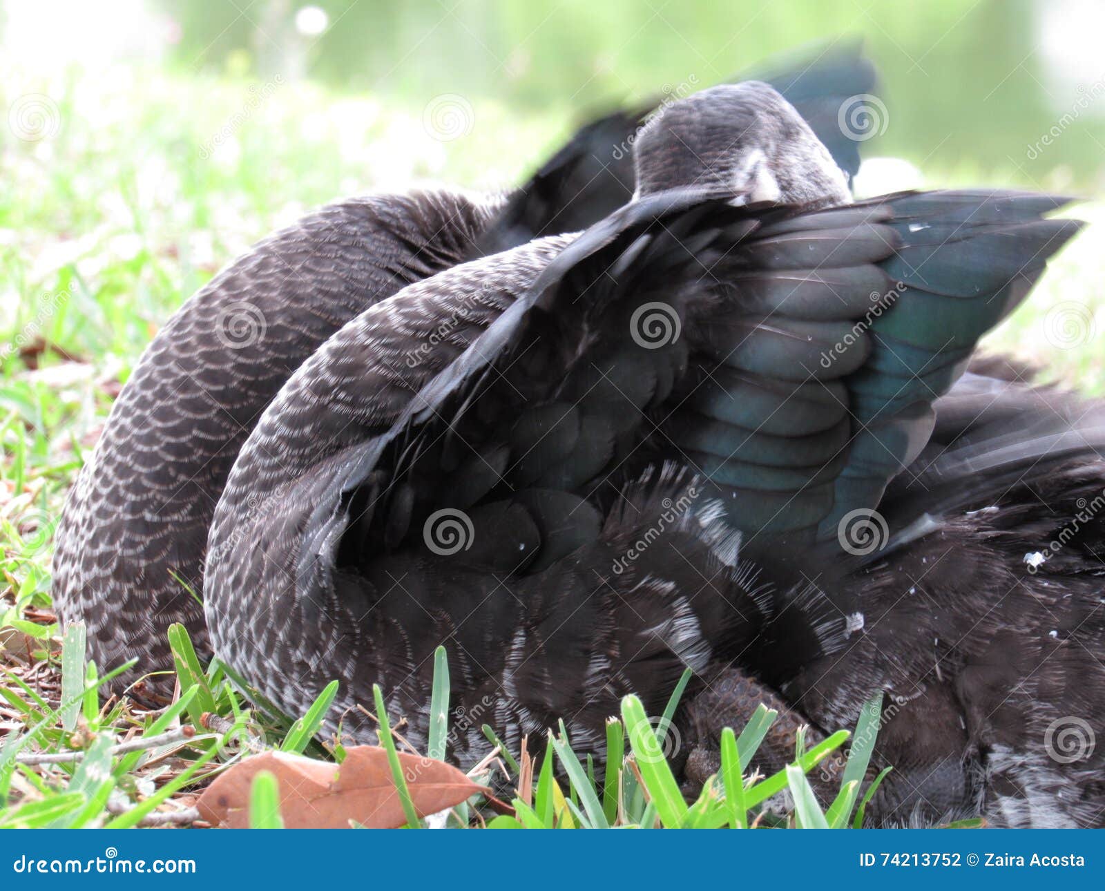 Hiding duck stock photo. Image of nature, duck, birds - 74213752