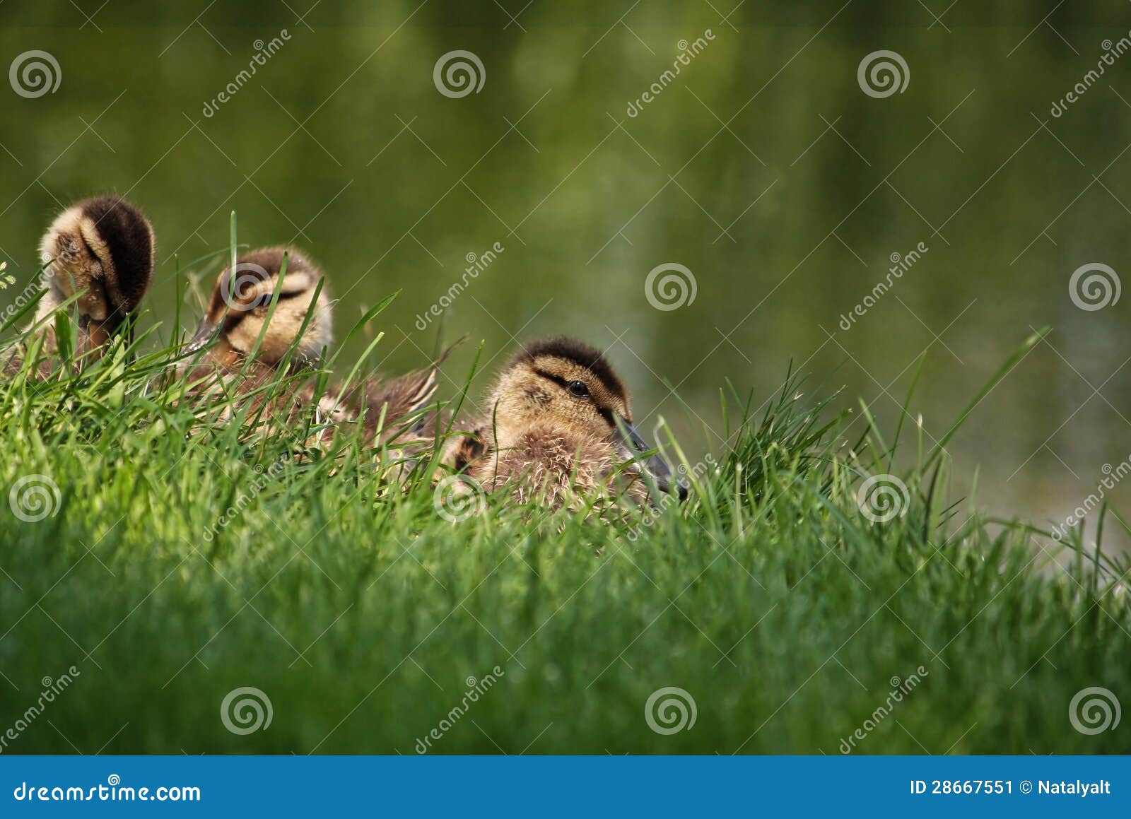 Hiding ducklings stock image. Image of grass, duck, fauna - 28667551
