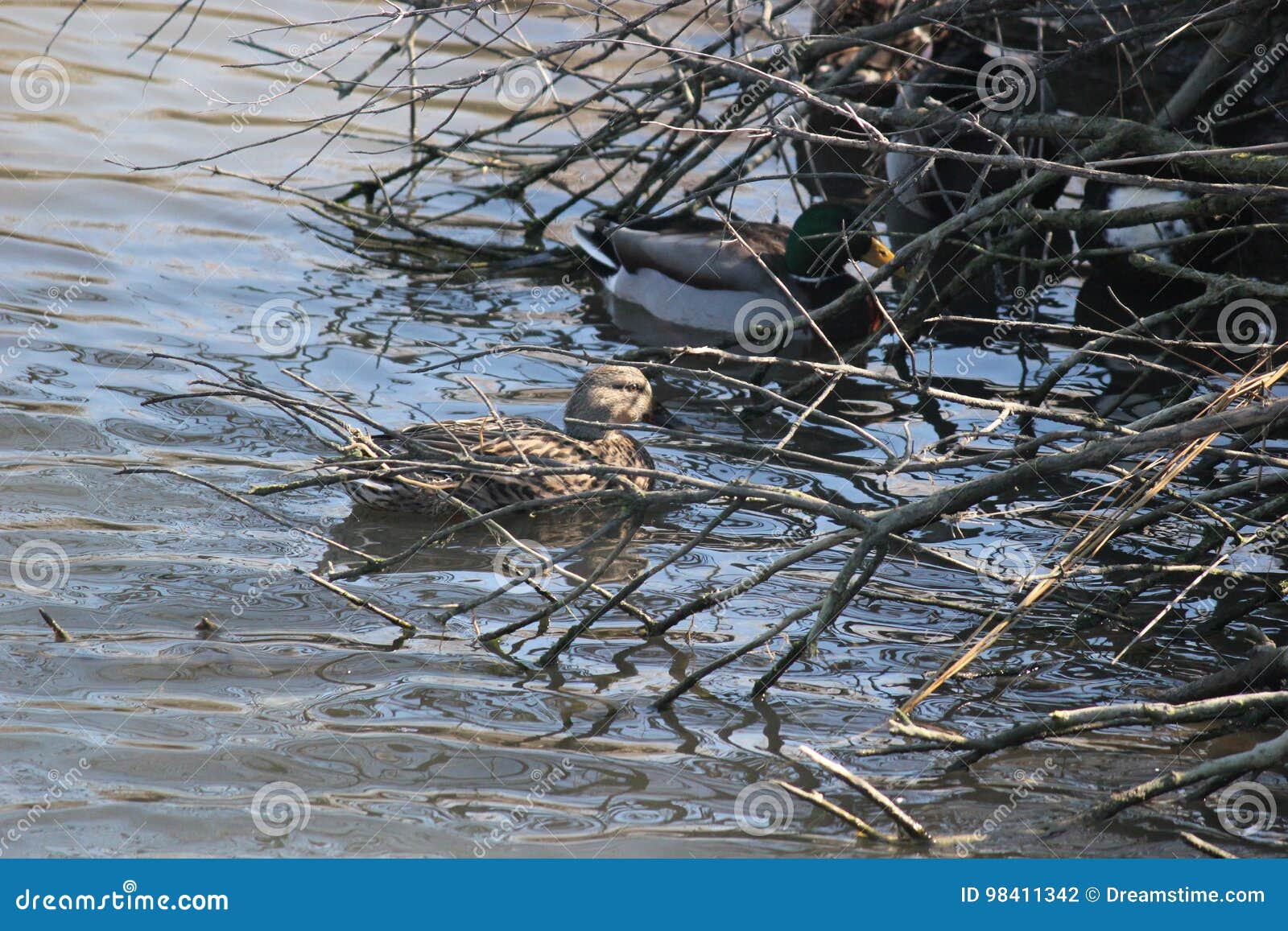 Hiding ducks stock photo. Image of mallard, bushes, lake - 98411342