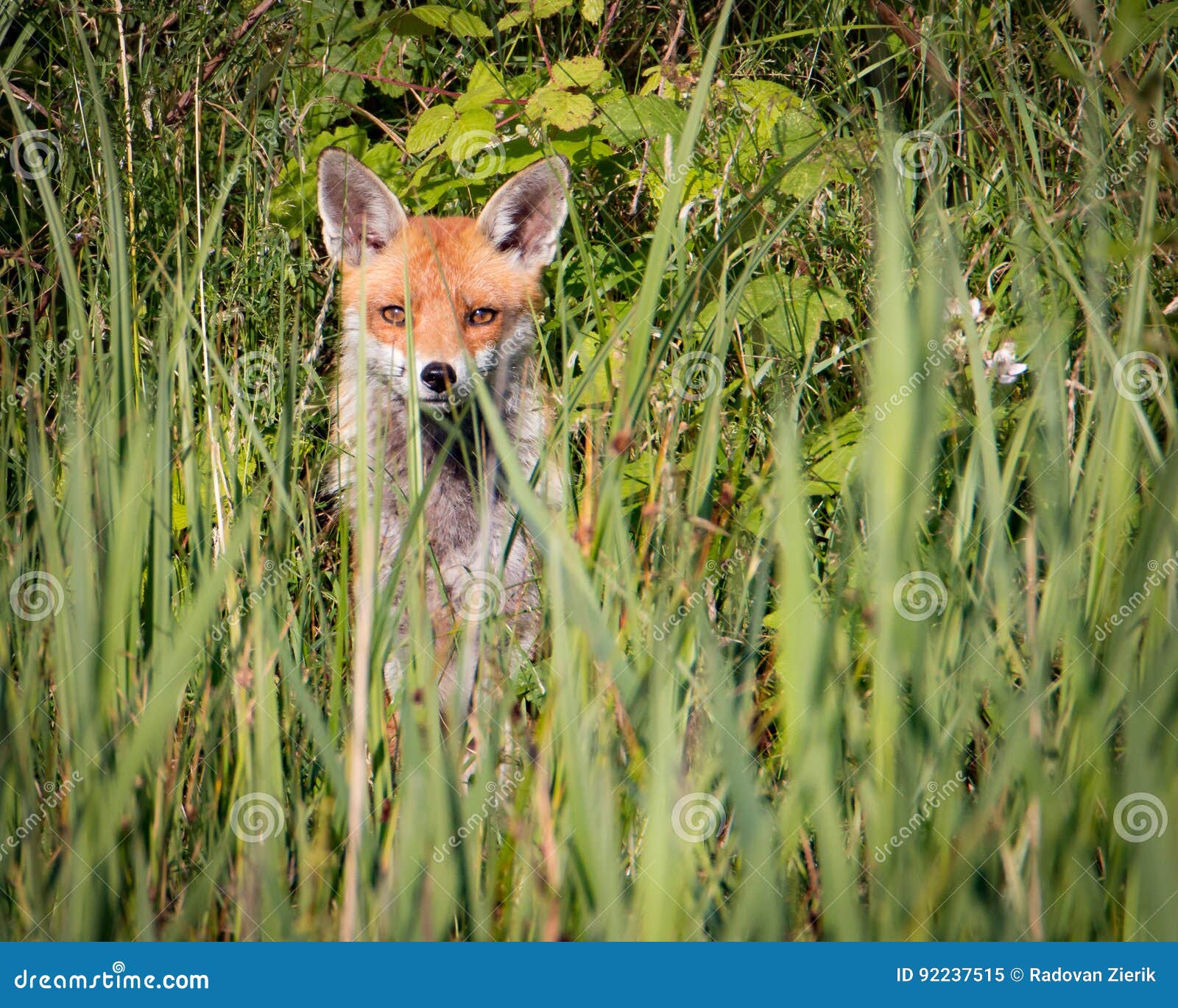 Hiding fox stock image. Image of wild, outdoors, cute - 92237515