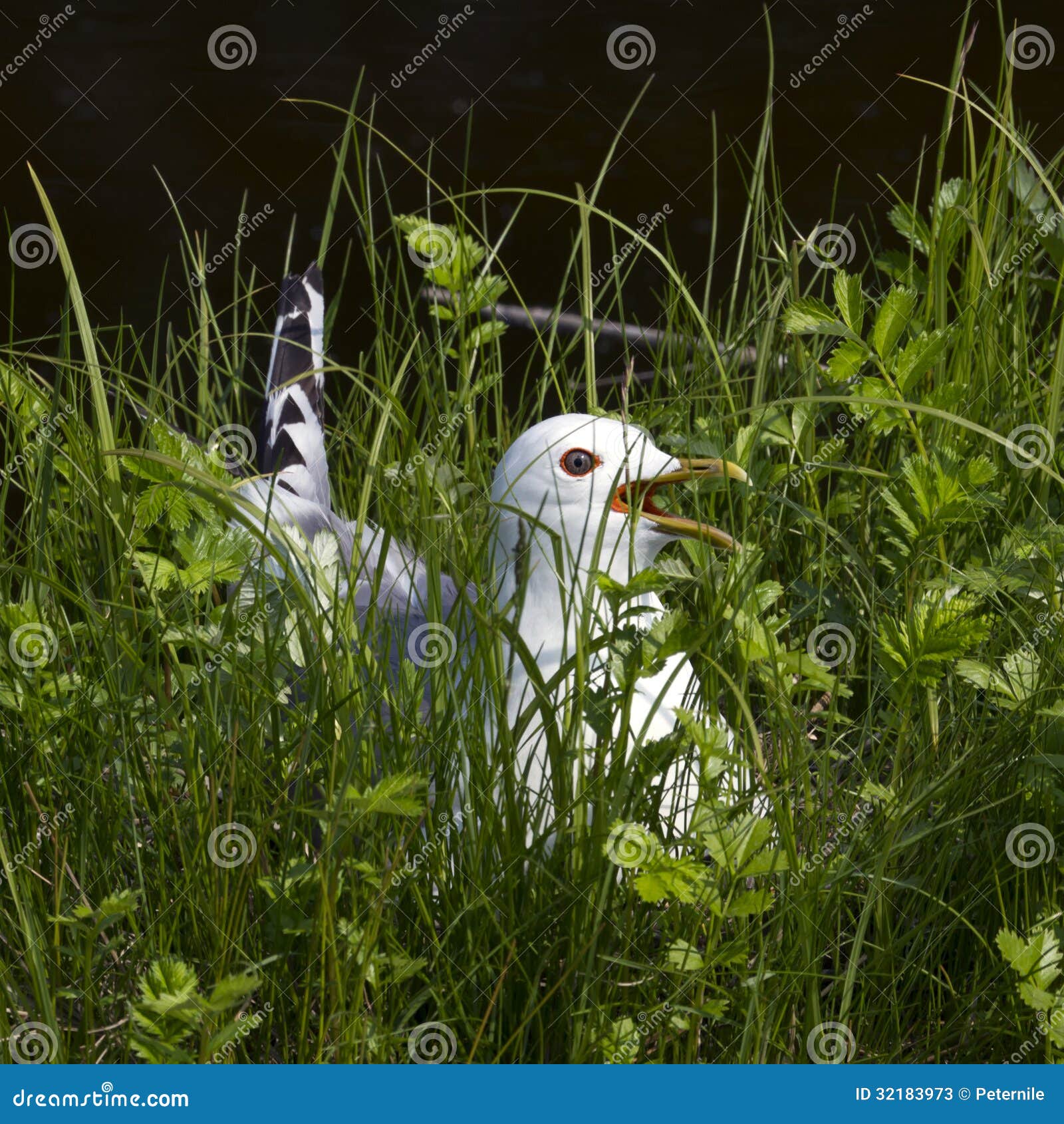 Hiding gull stock image. Image of hiding, hide, grass - 32183973