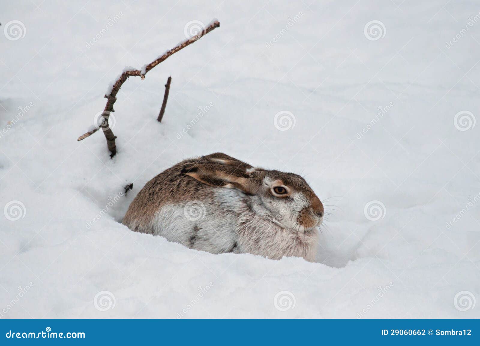 Hiding hare stock photo. Image of game, animal, lepus - 29060662