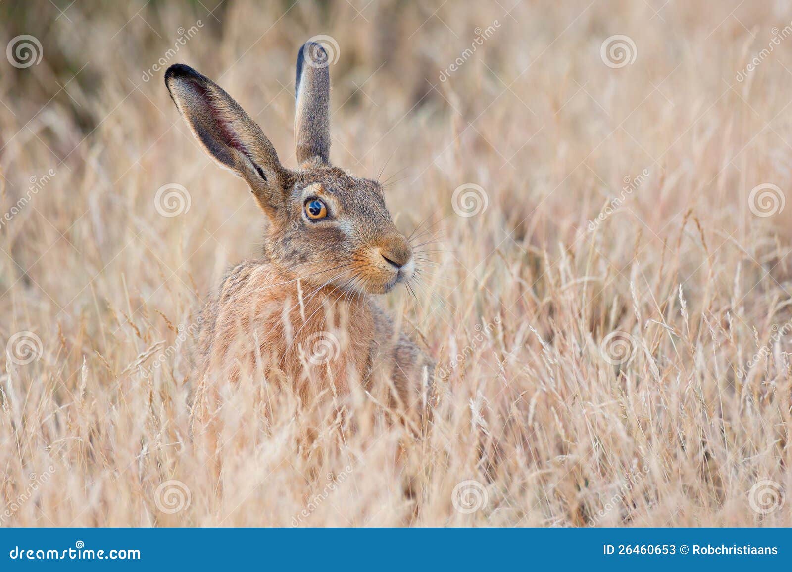 Hiding Hare (Lepus Europaeus) Stock Image - Image of animals, portrait ...