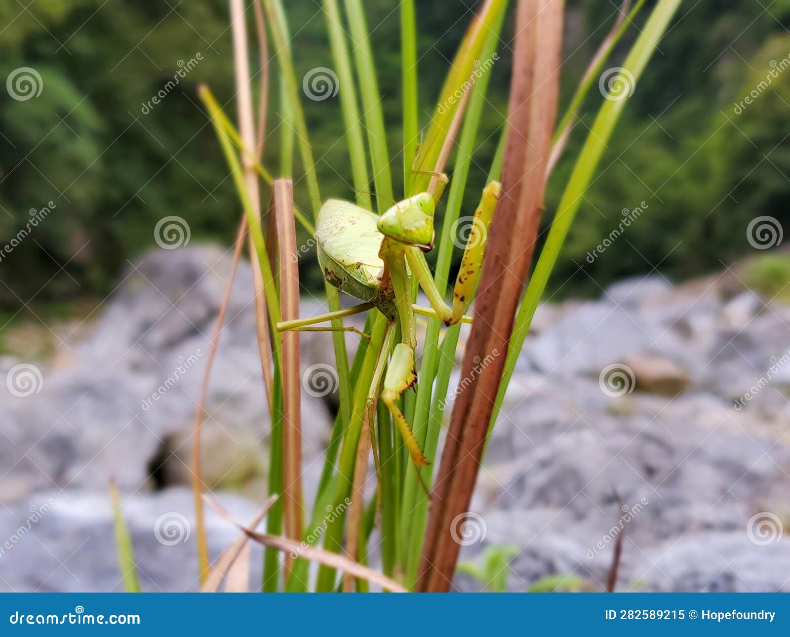 The hiding hunter - Mantis stock image. Image of insect - 282589215