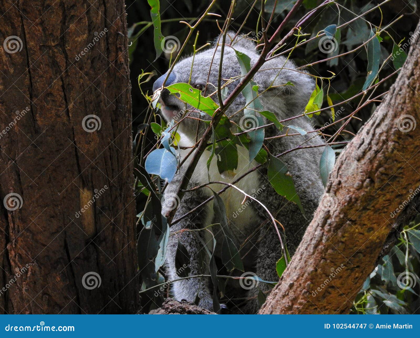 Hiding koala stock image. Image of animal, leaf, sydney - 102544747