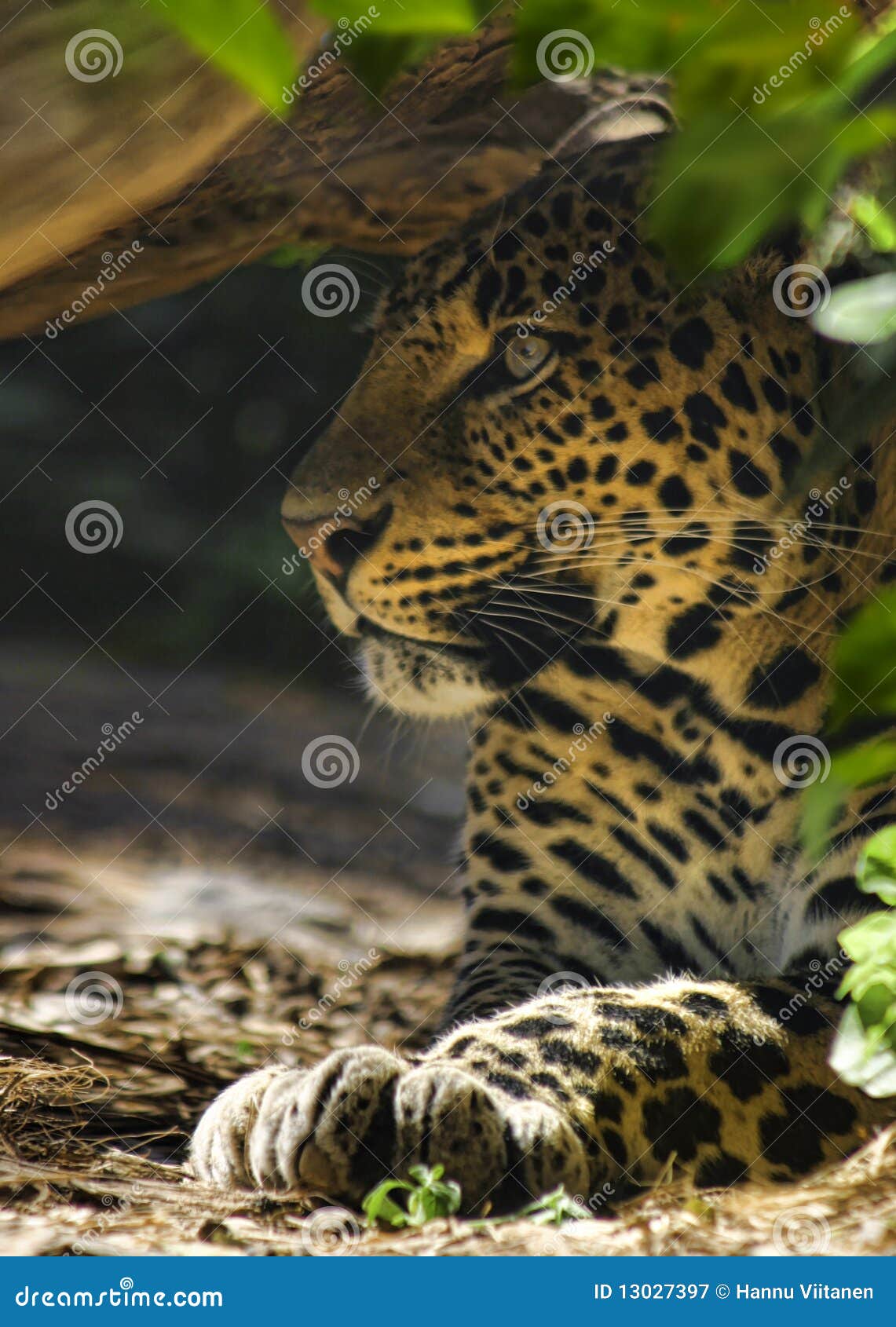 Hiding leopard stock image. Image of spotty, sharp, carnivore - 13027397