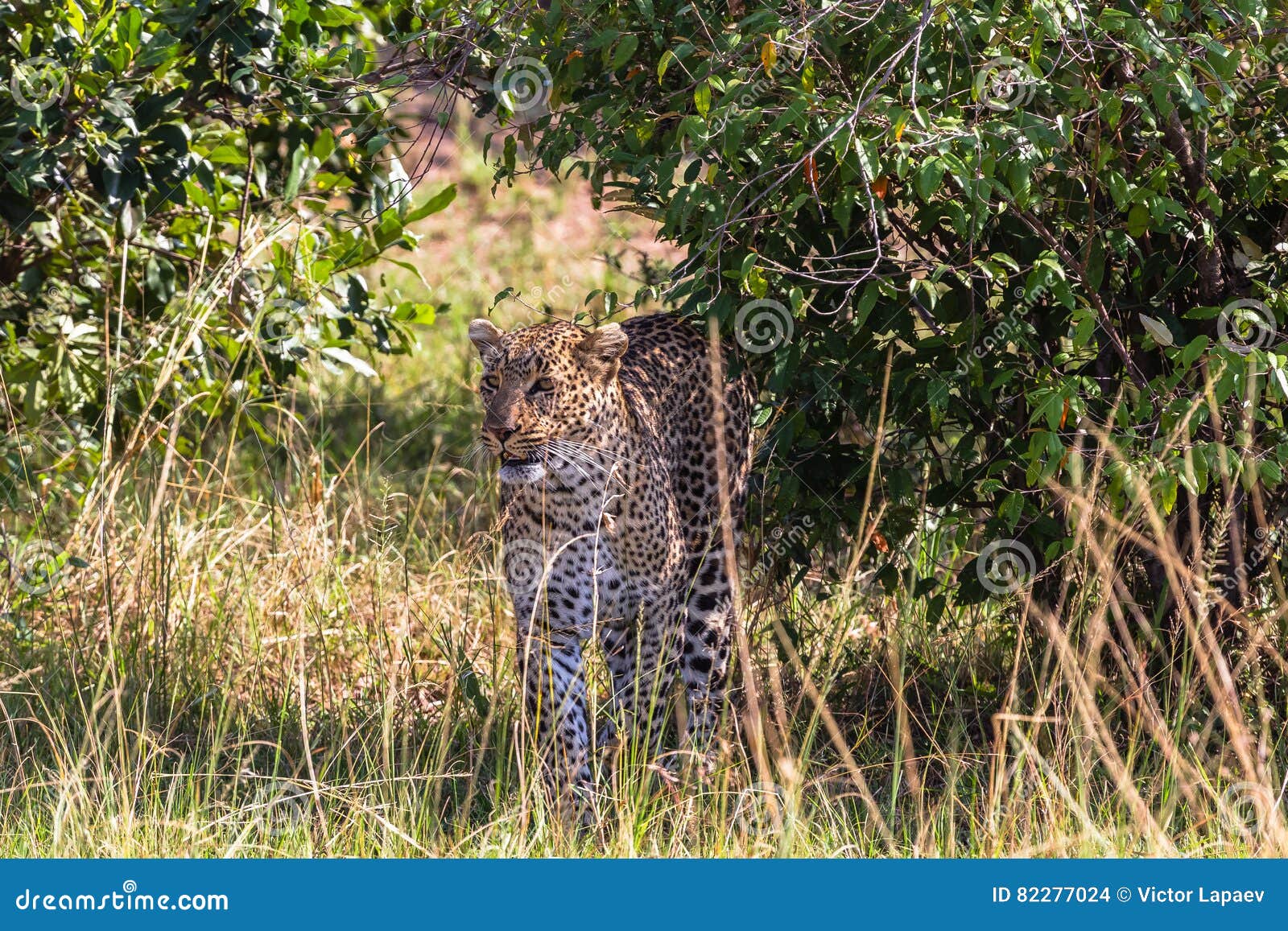Hiding the Leopard. Hunt of Predator Stock Photo - Image of green ...