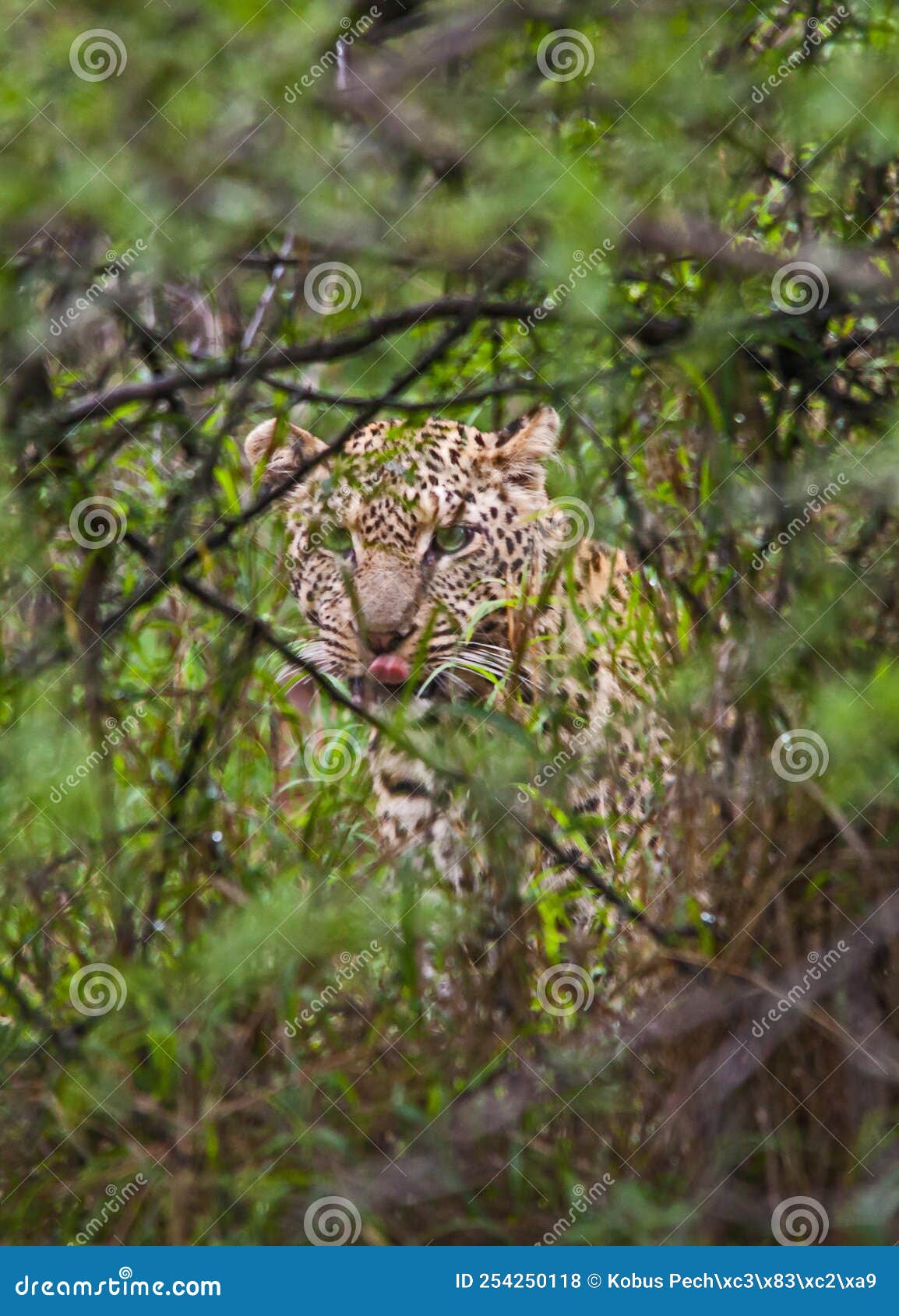 Hiding Leopard Panthera Pardus 15167 Stock Photo - Image of pardus ...