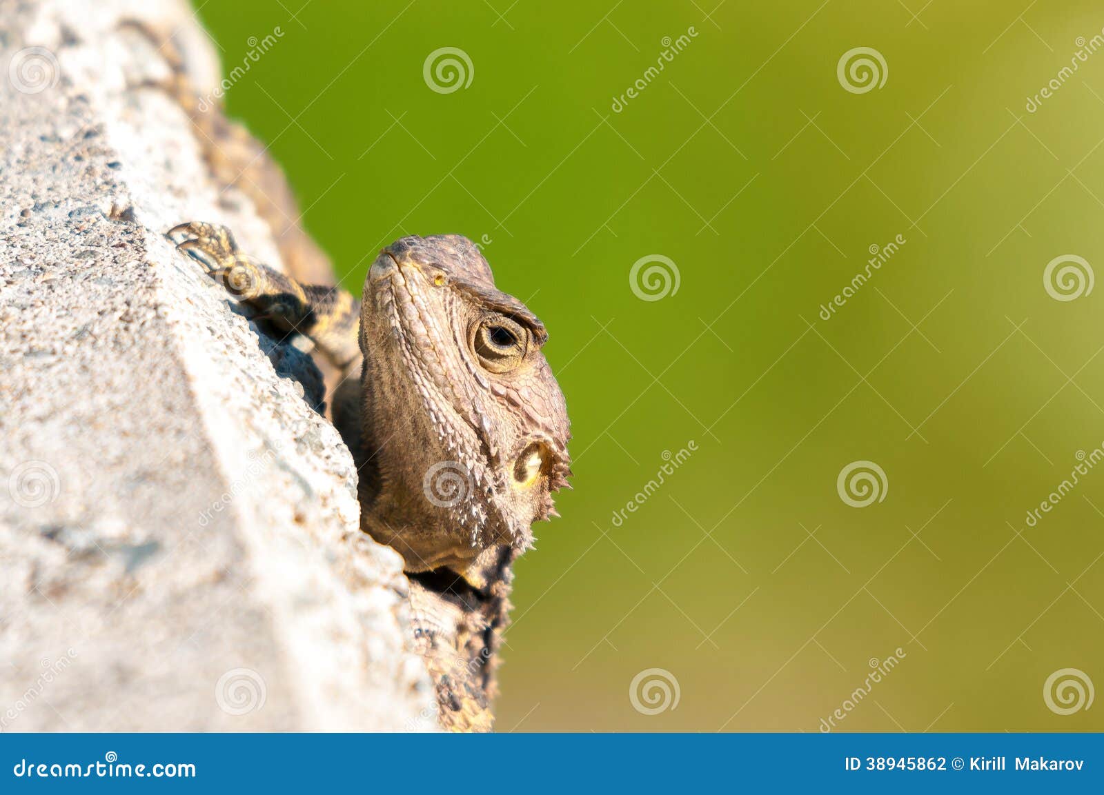 Hiding lizard stock photo. Image of closeup, life, brown - 38945862