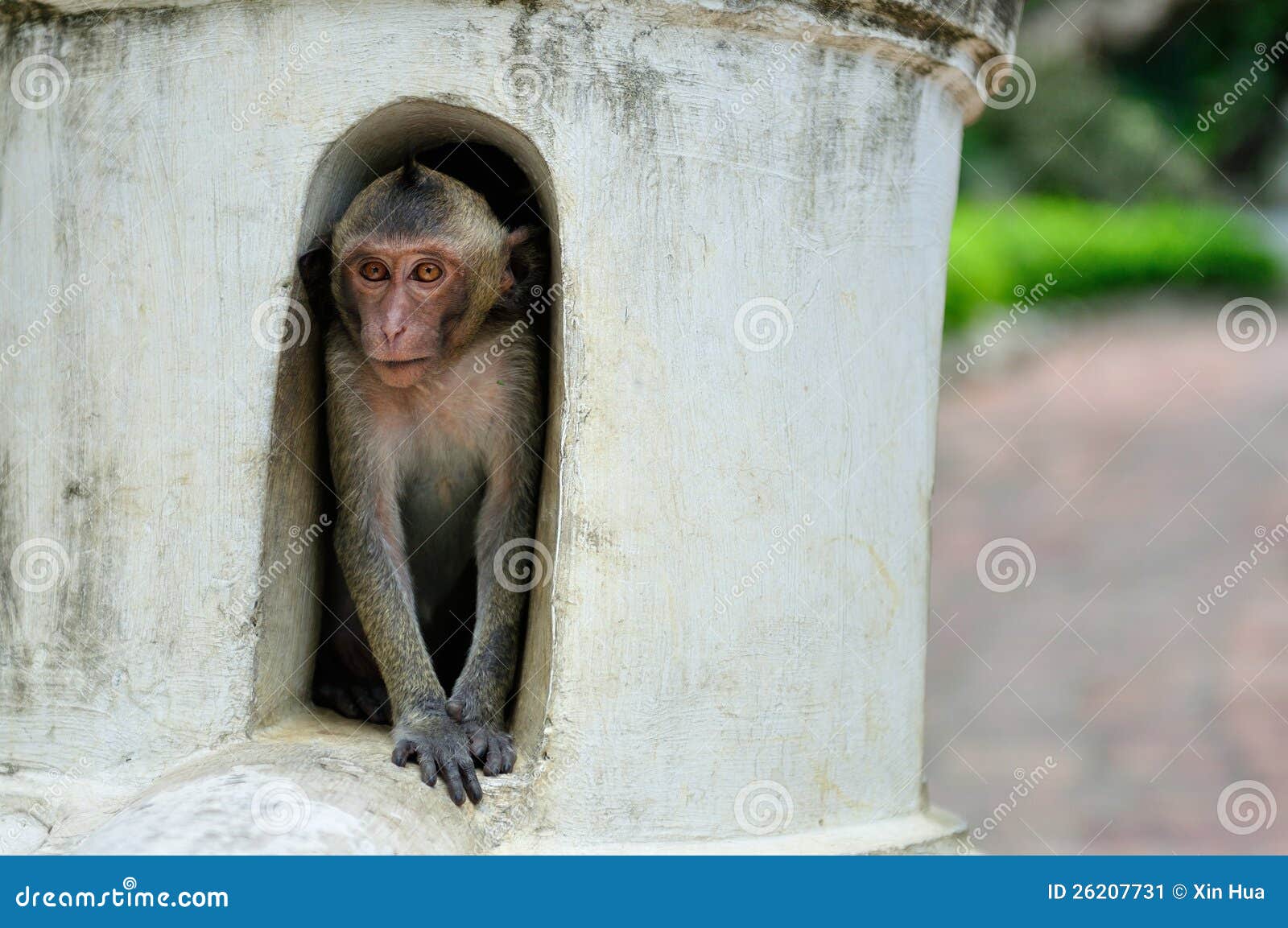 Hiding Monkey stock image. Image of dark, embrace, dismayed - 26207731