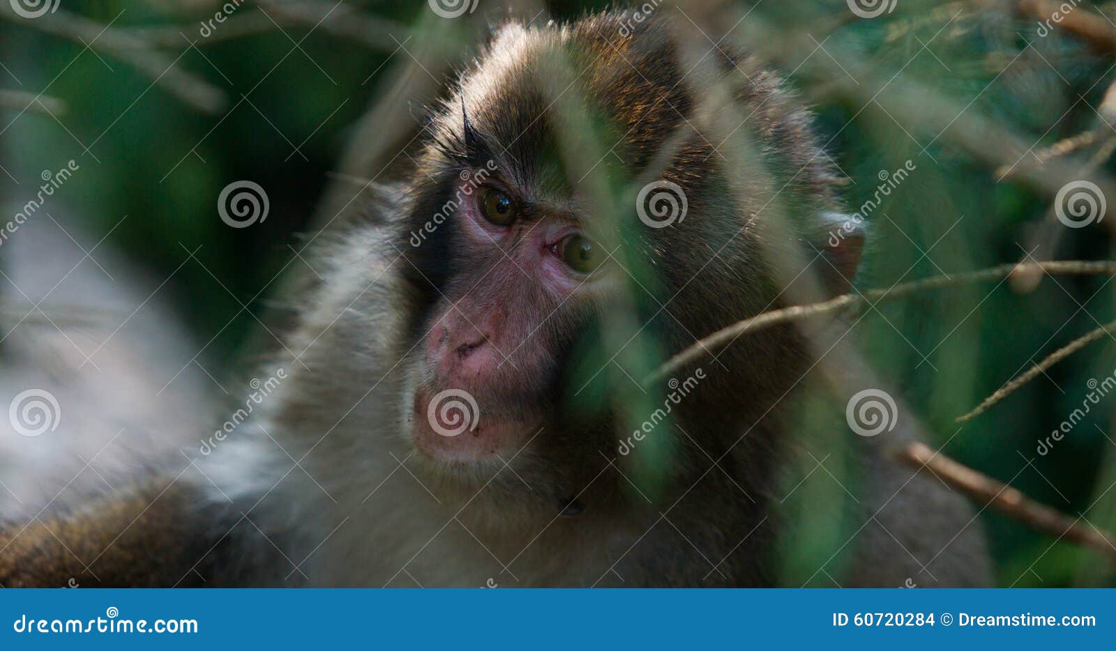 Hiding Monkey stock photo. Image of cheetahsn, beach - 60720284