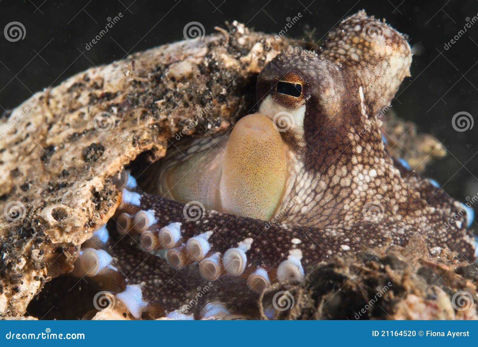 Hiding octopus stock photo. Image of camo, tentacles - 21164520